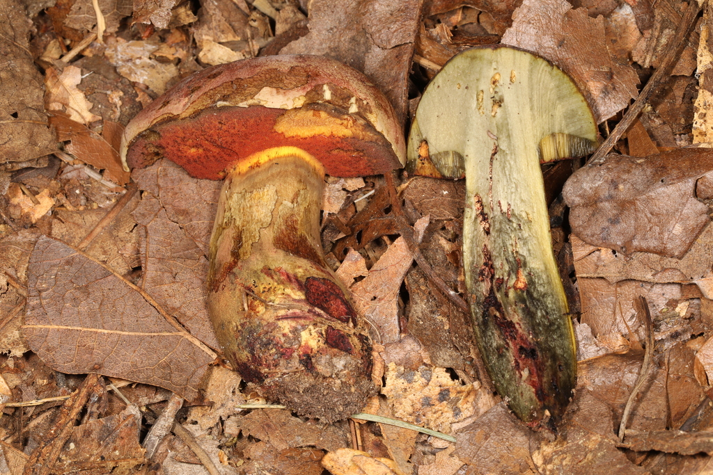 Neoboletus from Potosi, MO, USA on September 30, 2022 at 12:27 PM by ...