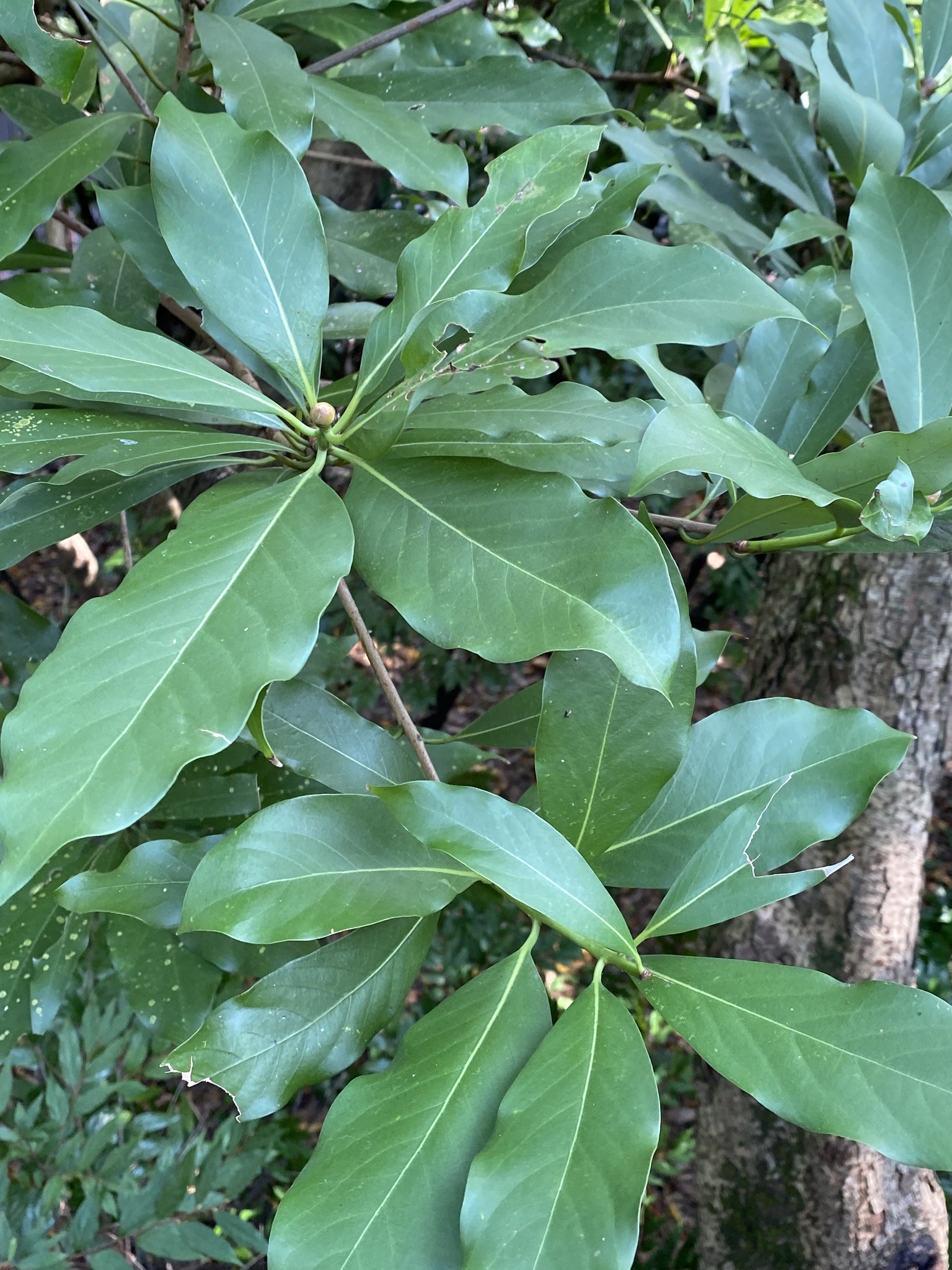 Machilus japonica Siebold & Zucc.