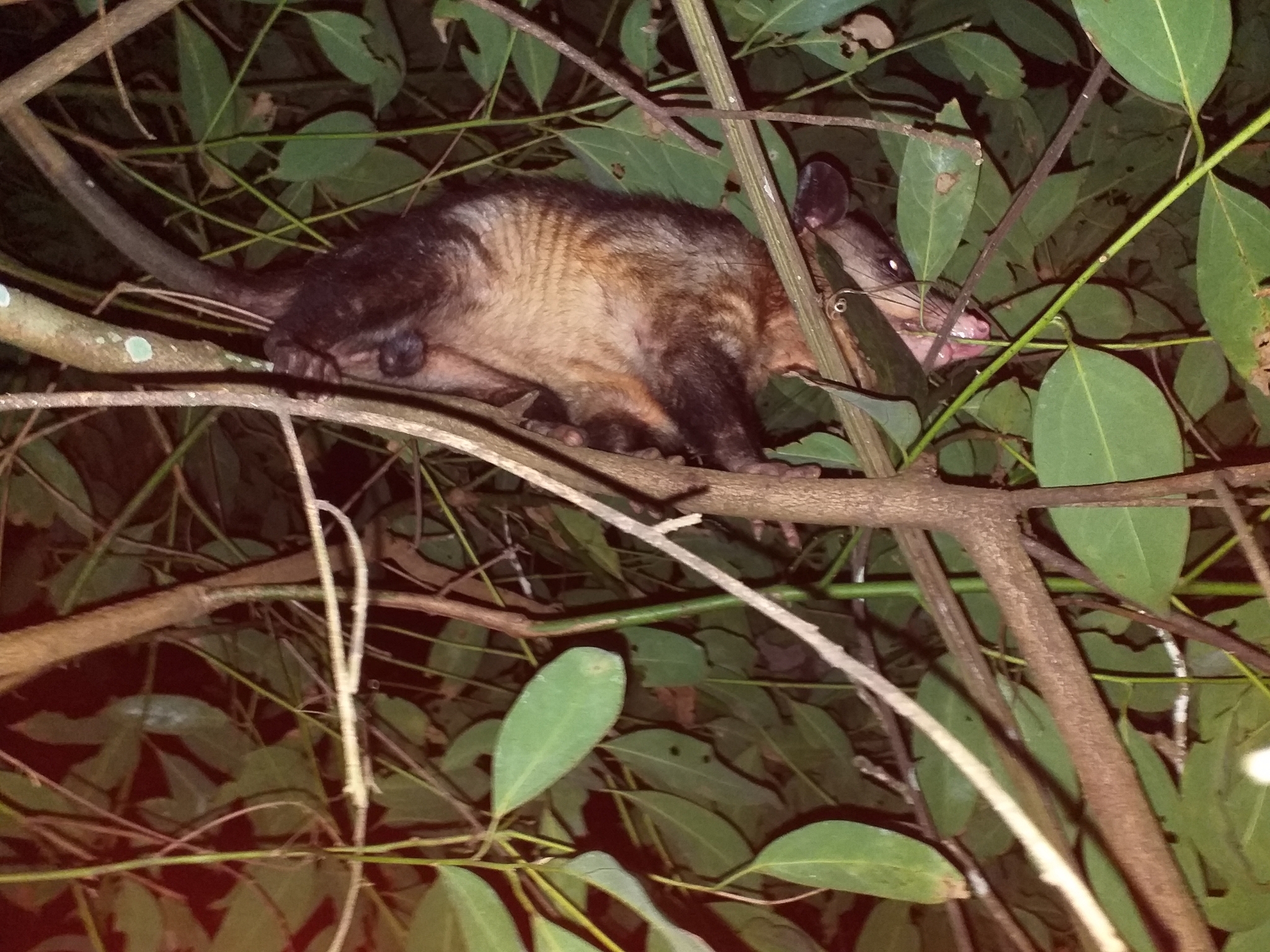 Didelphis marsupialis Linnaeus, 1758