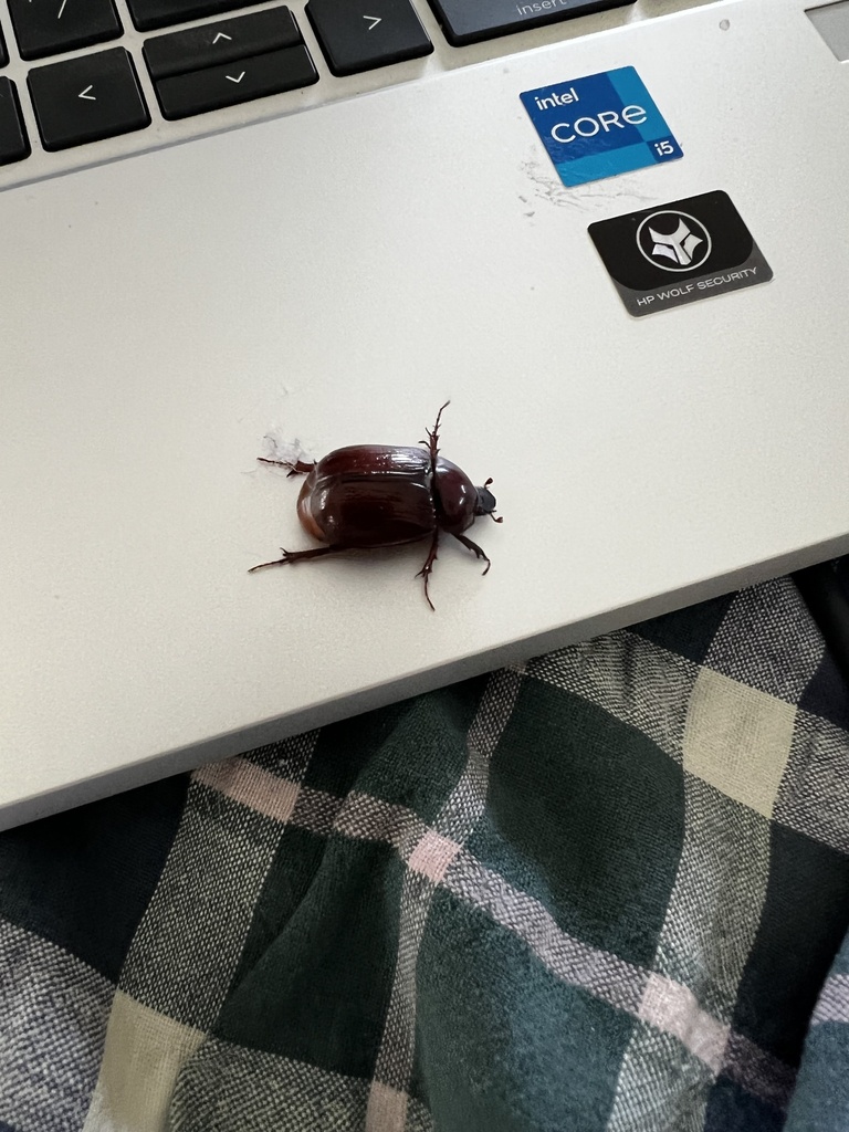 Rhinoceros Beetles from Gerrale Dr, Willow Vale, QLD, AU on January 07 ...