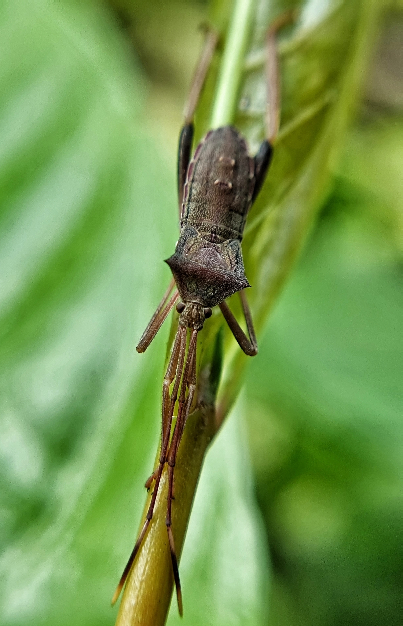 Mictis longicornis Westwood, 1842