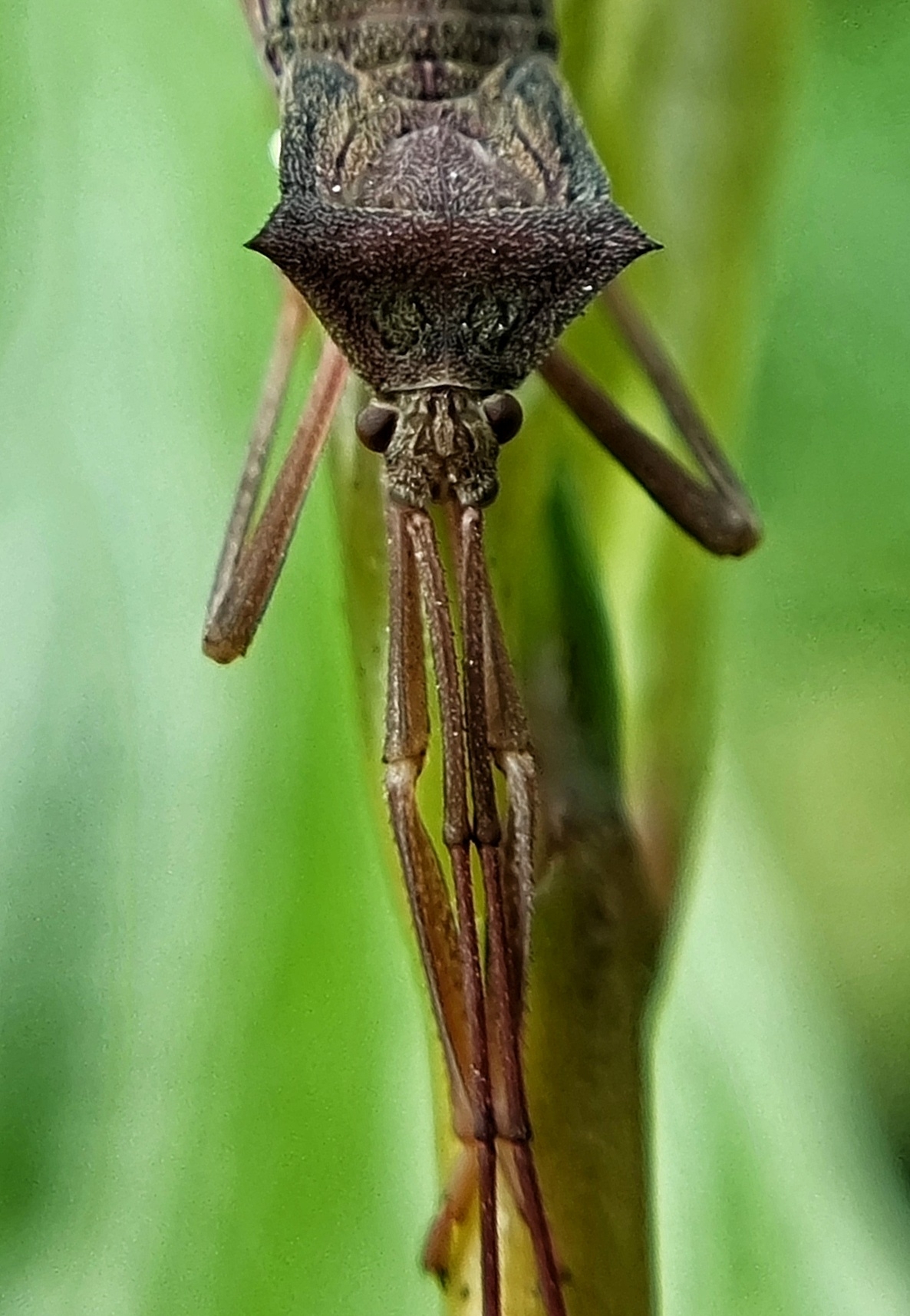 Mictis longicornis Westwood, 1842