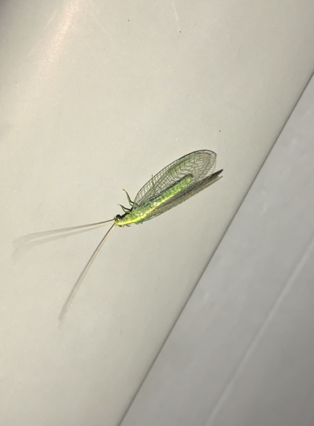 Mallada basalis (Walker, 1853)