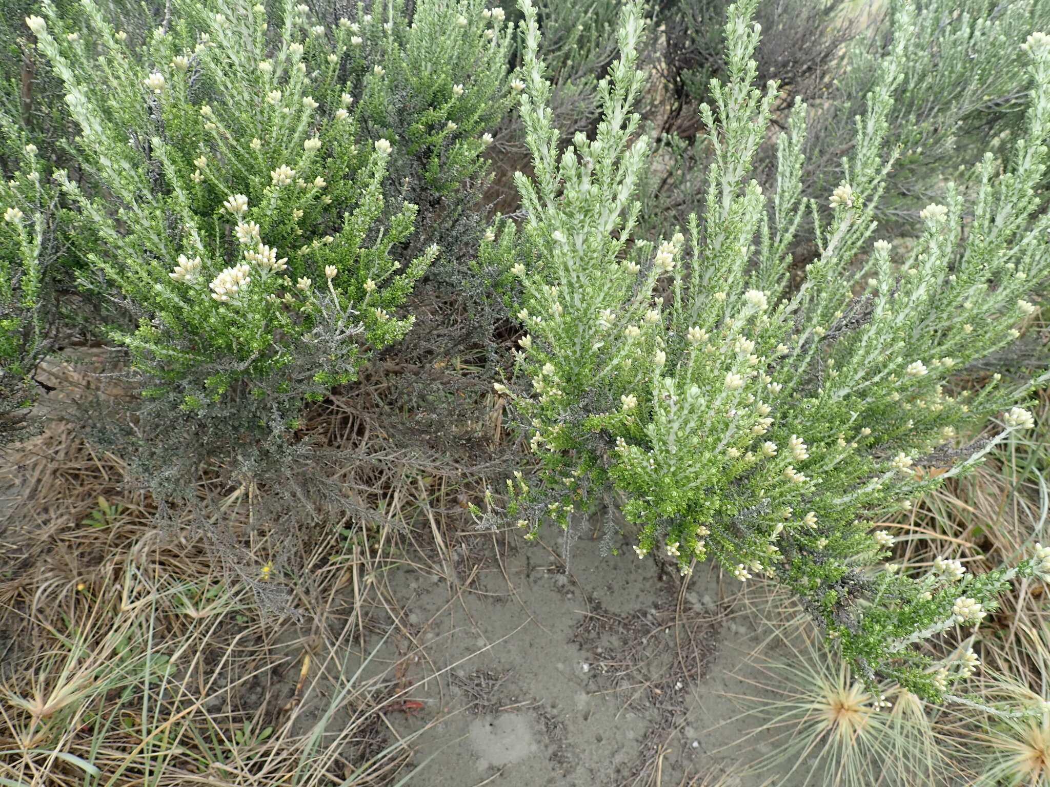 Ozothamnus R.Br.