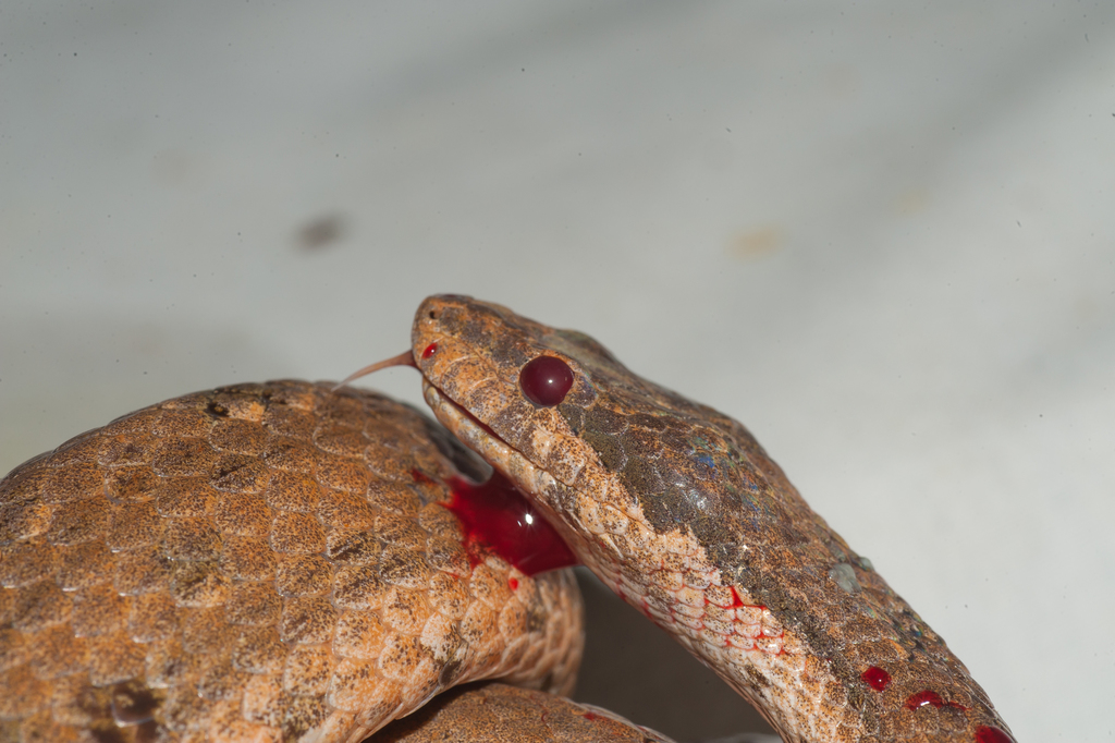 Cuban Dwarf Boa from Caimanera, Cuba on September 17, 2018 at 08:02 PM ...