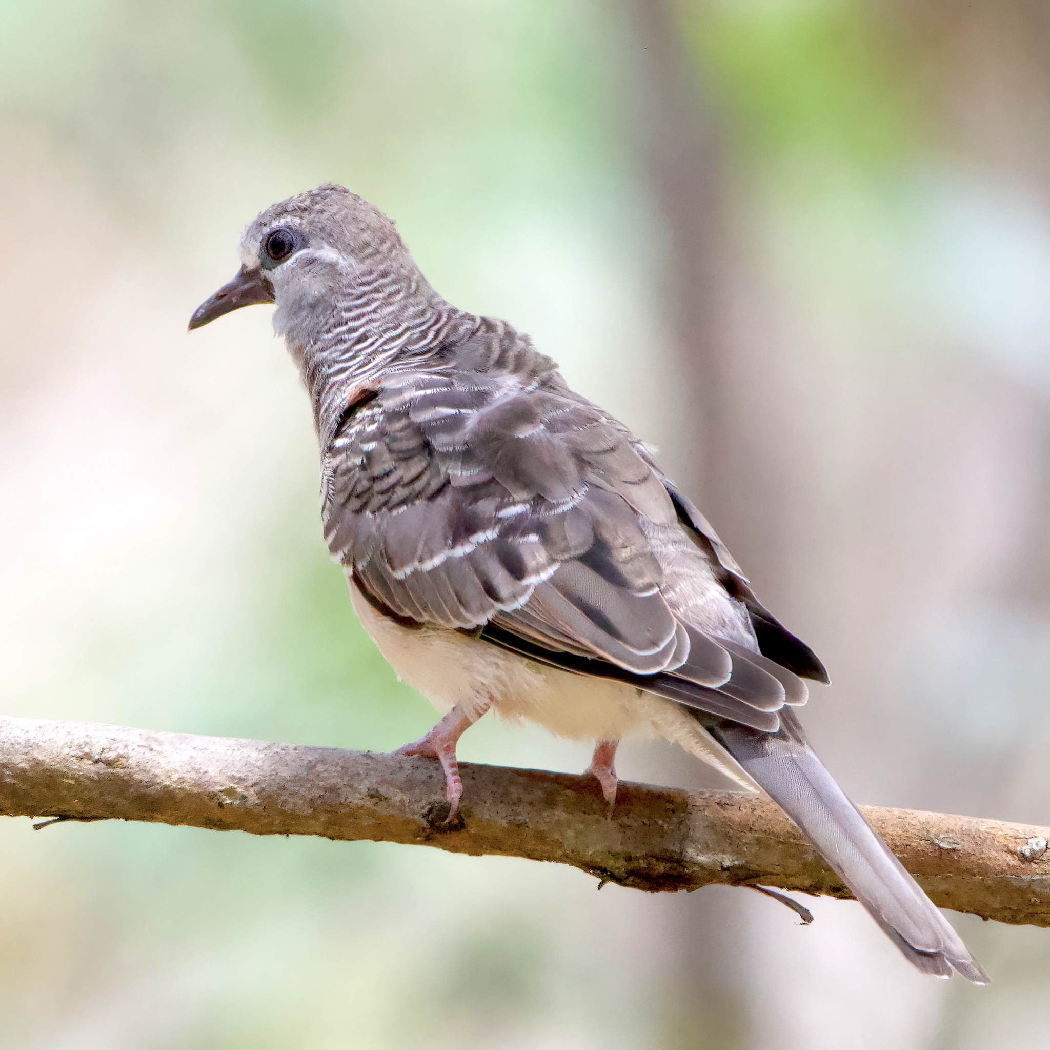 Geopelia placida Gould, 1844
