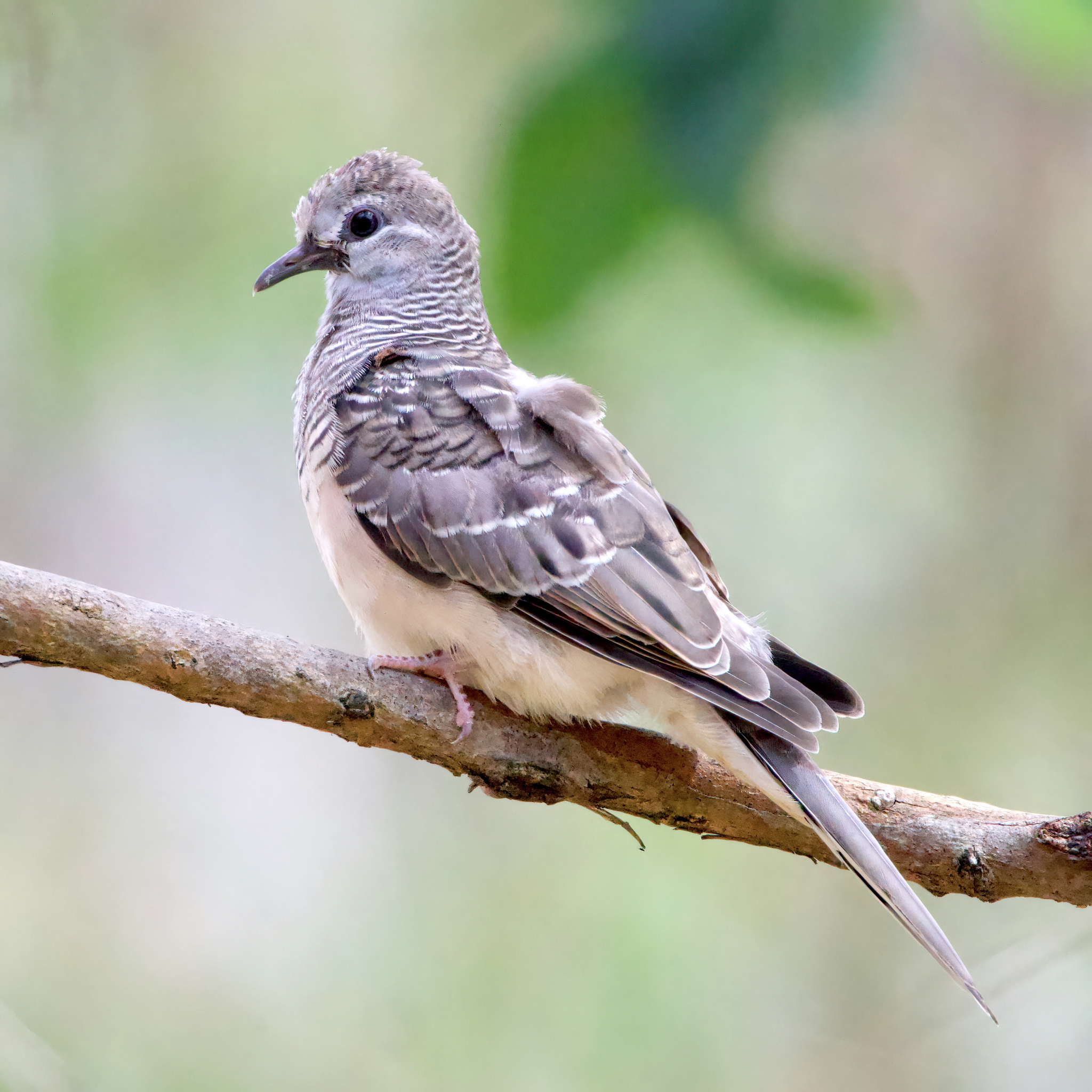 Geopelia placida Gould, 1844