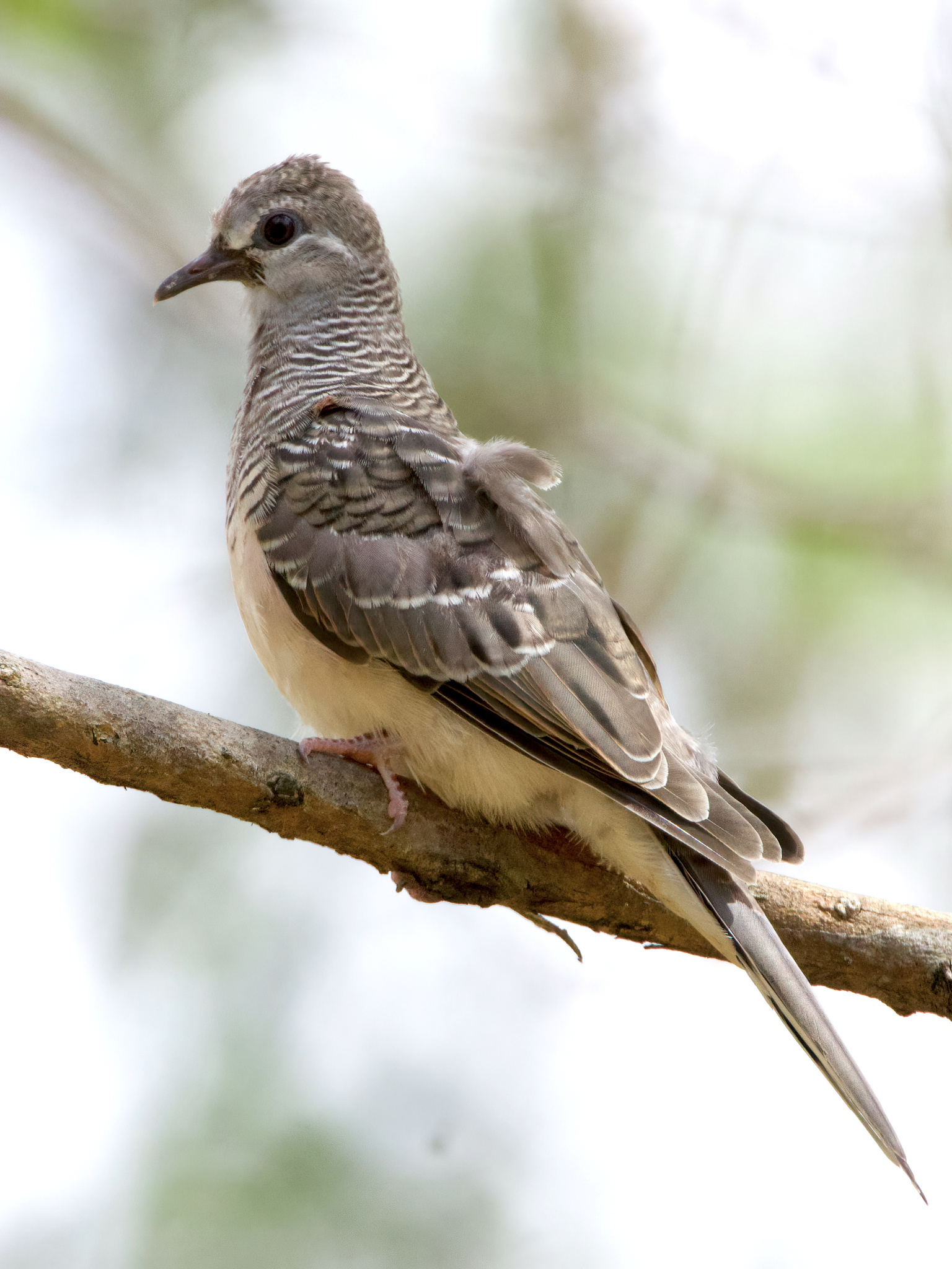 Geopelia placida Gould, 1844