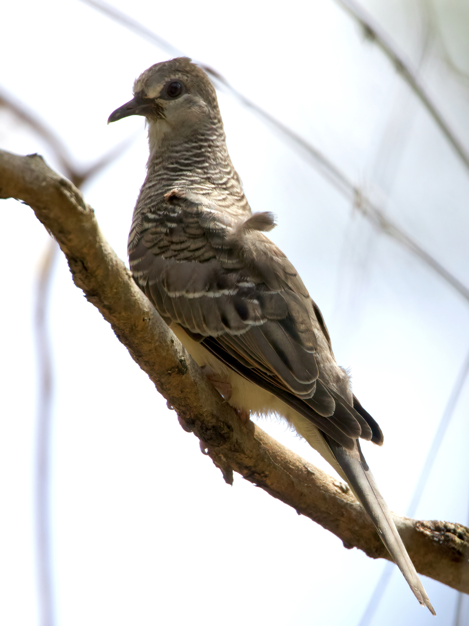 Geopelia placida Gould, 1844