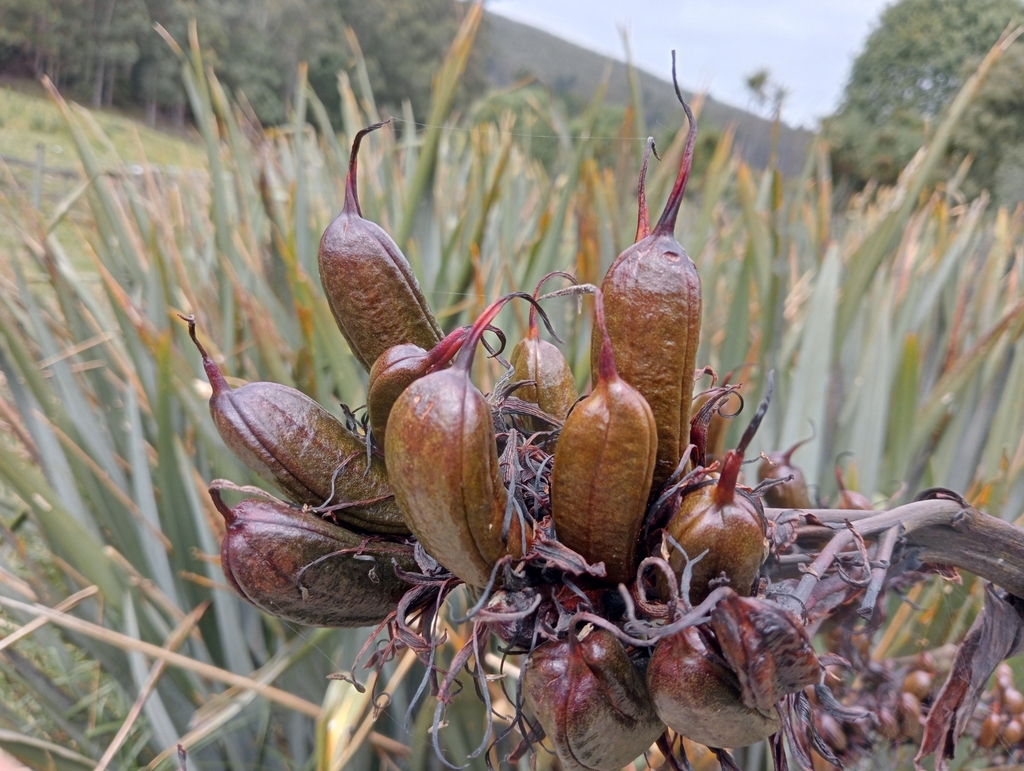 New Zealand flax from Waitati, New Zealand on January 07, 2023 at 02:34 ...