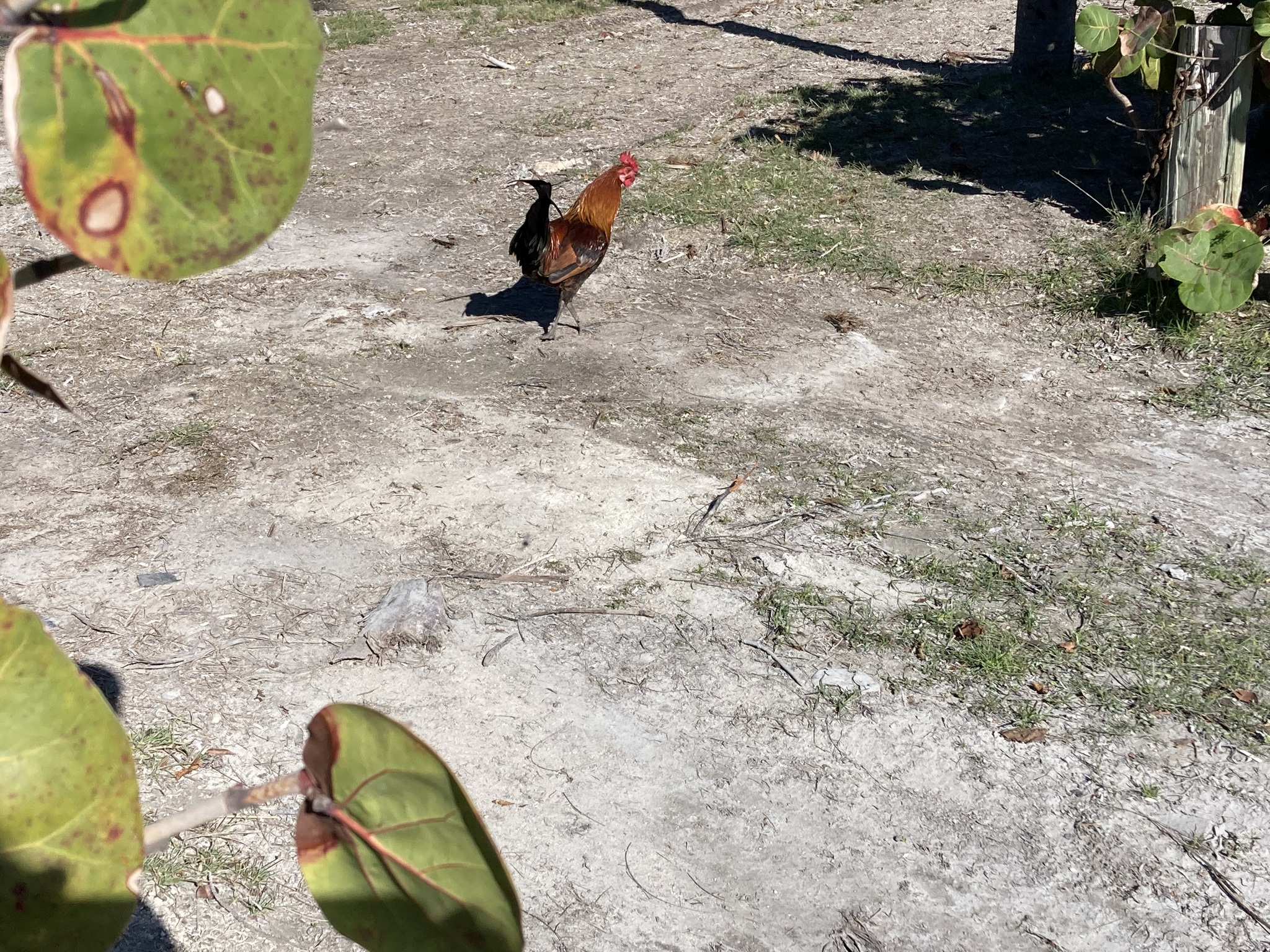 Gallus gallus (Linnaeus, 1758)