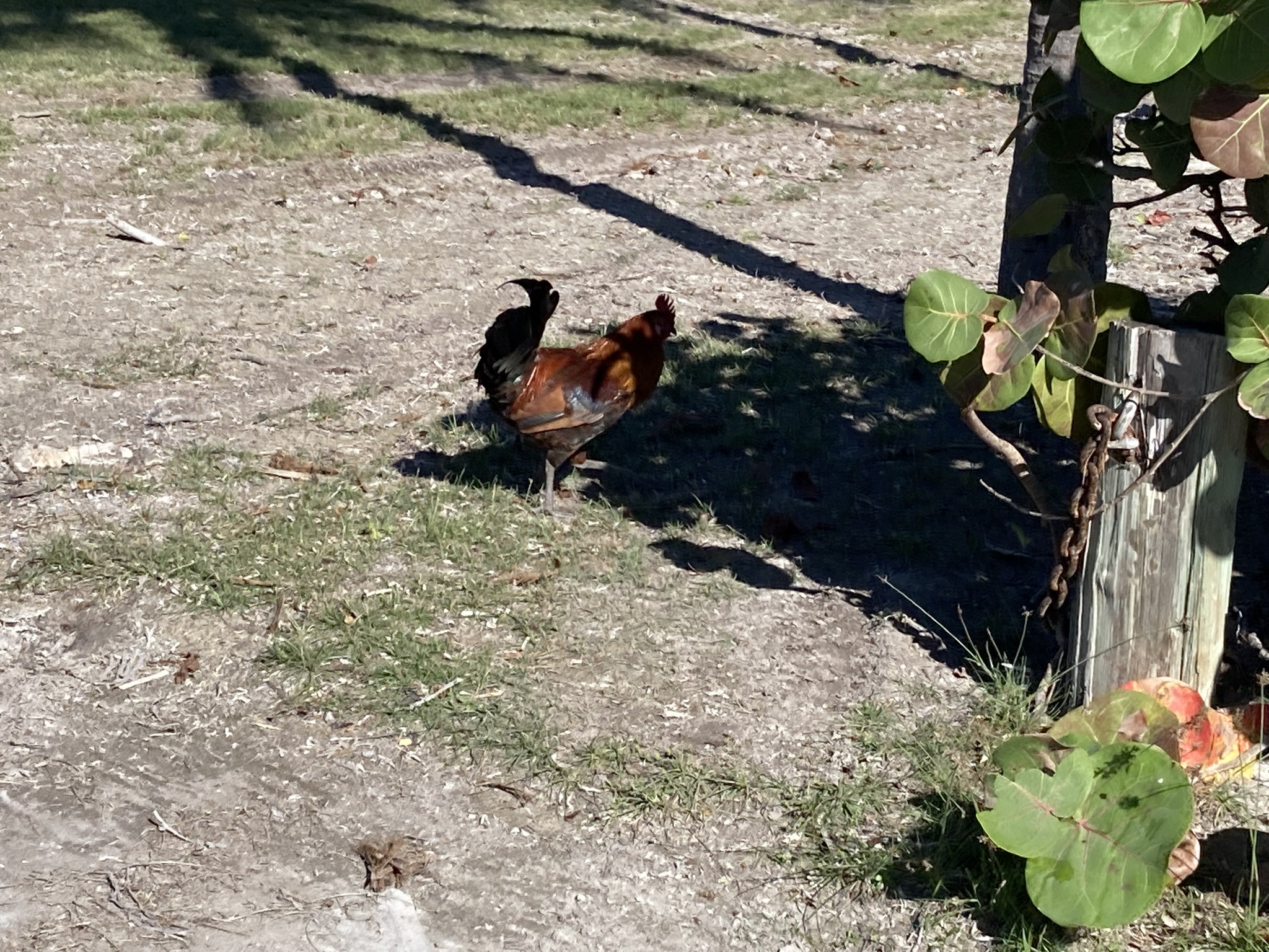 Gallus gallus (Linnaeus, 1758)