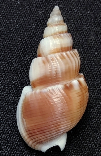 Nassarius humeratus · iNaturalist