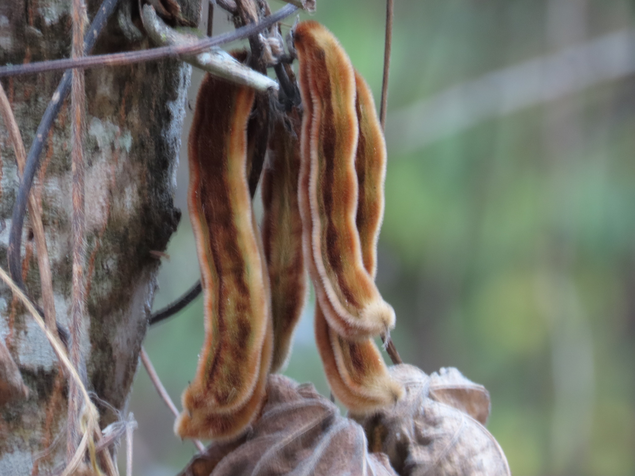 Mucuna pruriens (L.) DC.