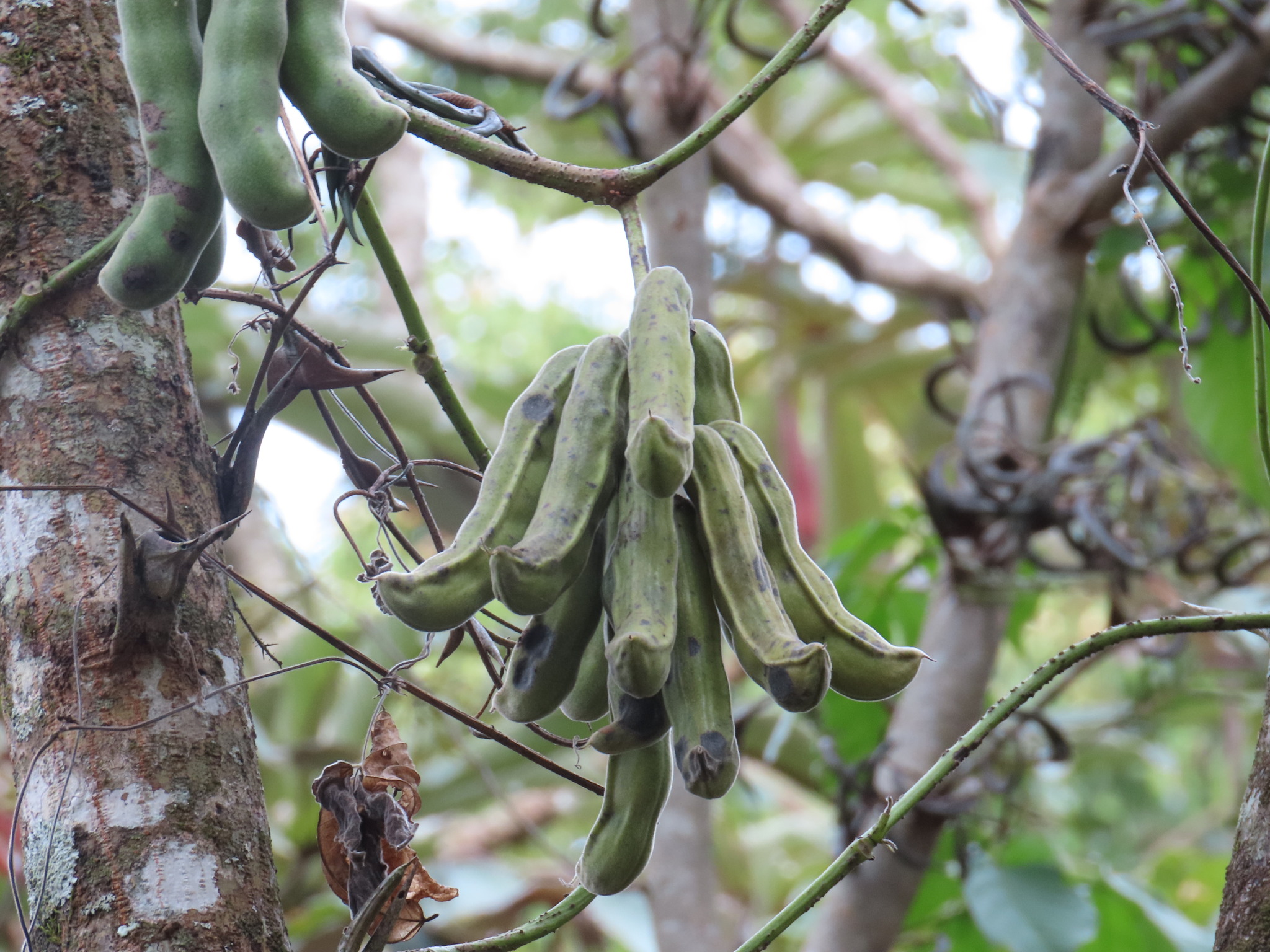 Mucuna pruriens (L.) DC.