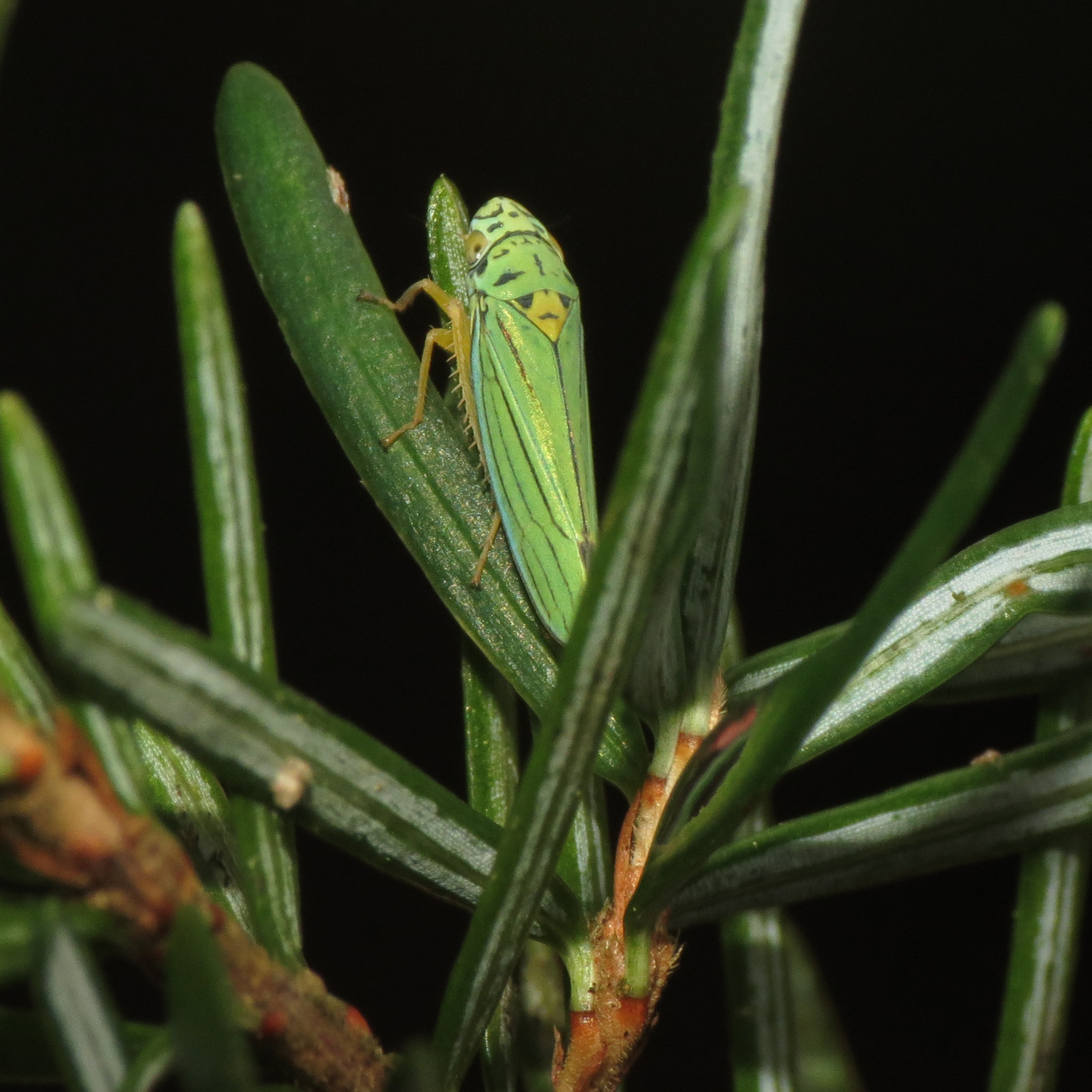 Graphocephala Van Duzee, 1916