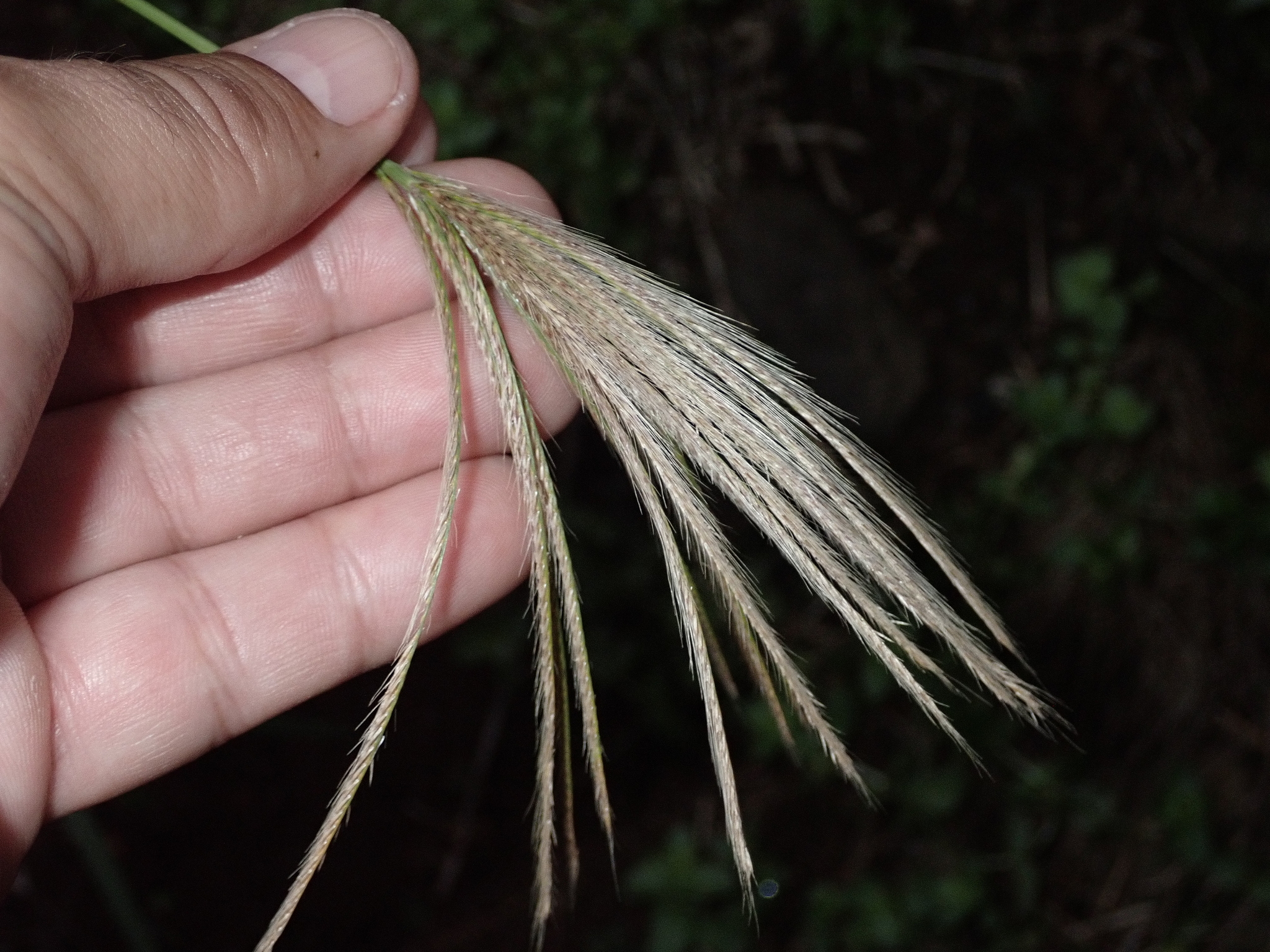 Chloris radiata (L.) Sw.