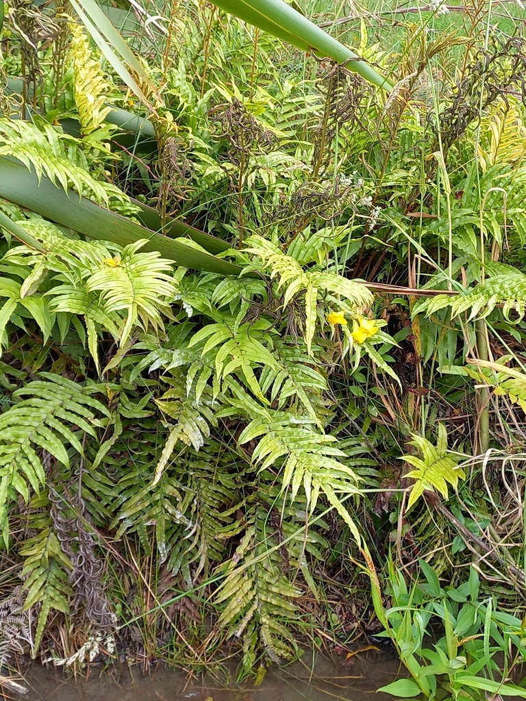 Swamp Kiokio from Christchurch including Banks Peninsula, NZ-CA, NZ on ...