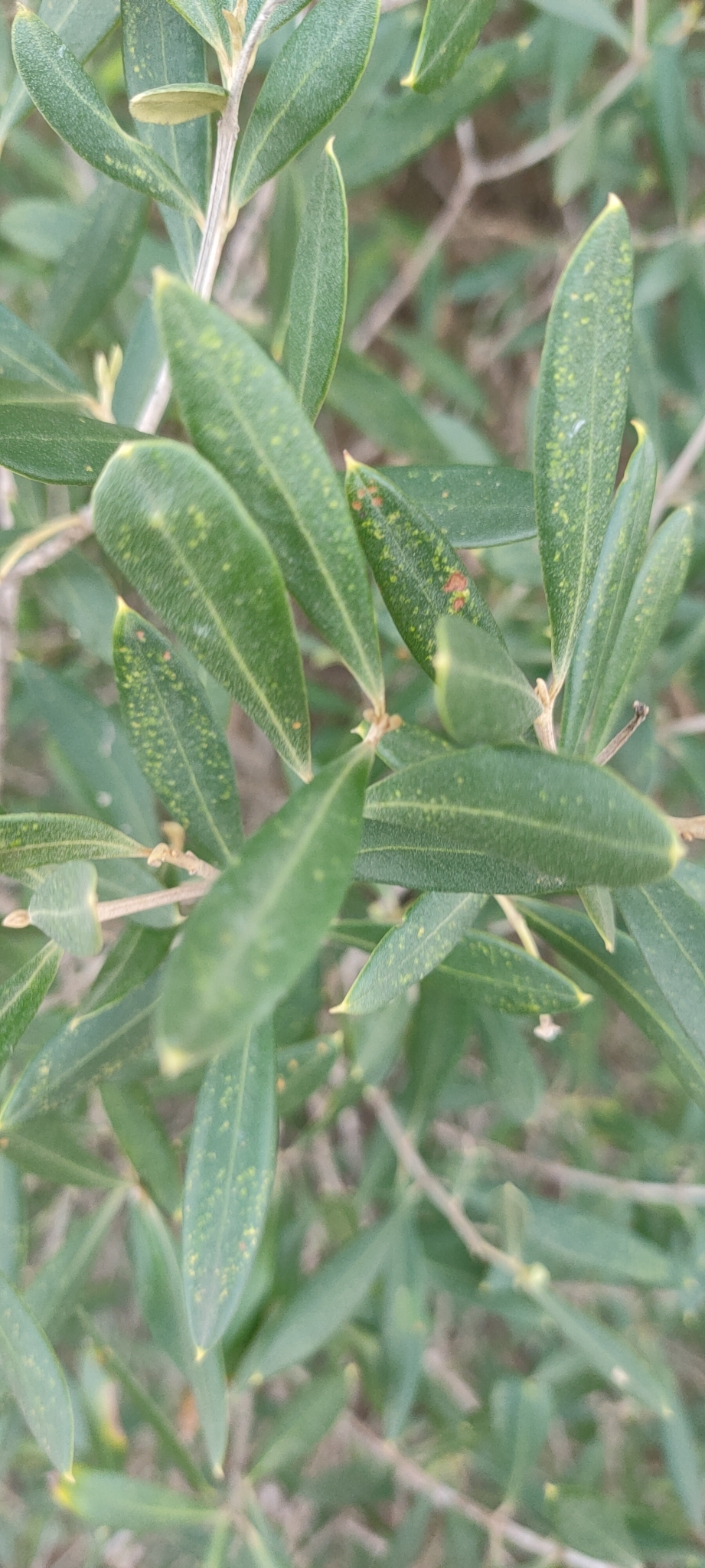 Olea europaea L.