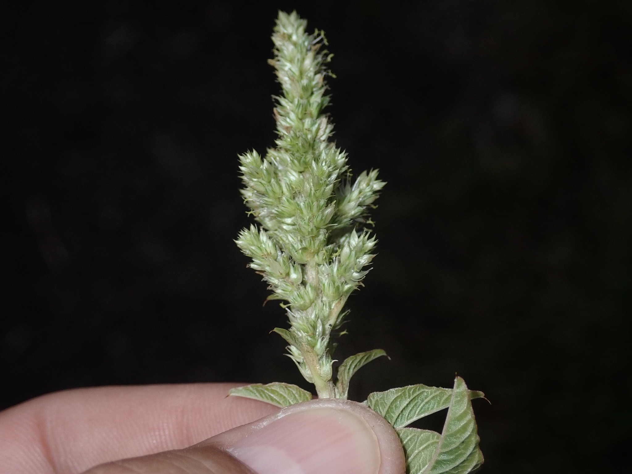 Amaranthus hybridus L.