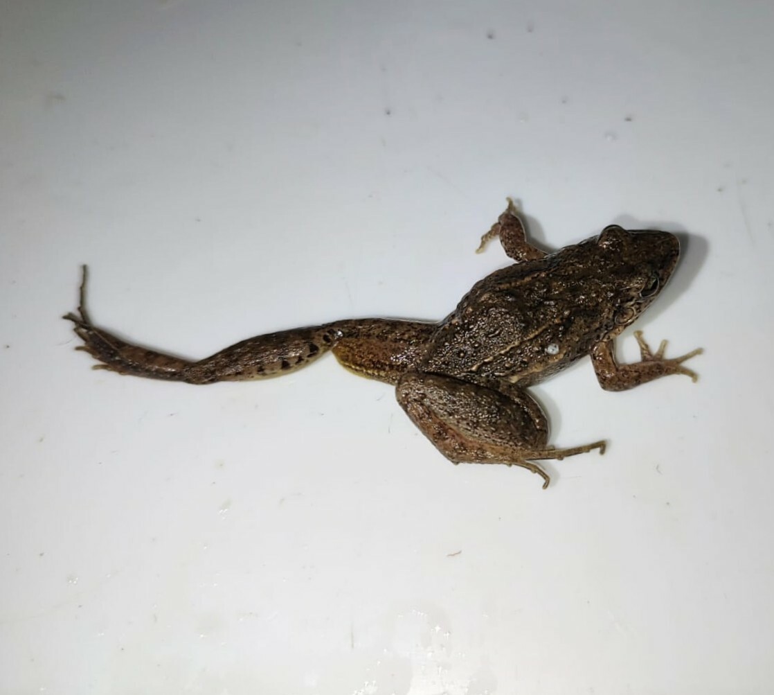 Leptodactylus fragilis (Brocchi, 1877)