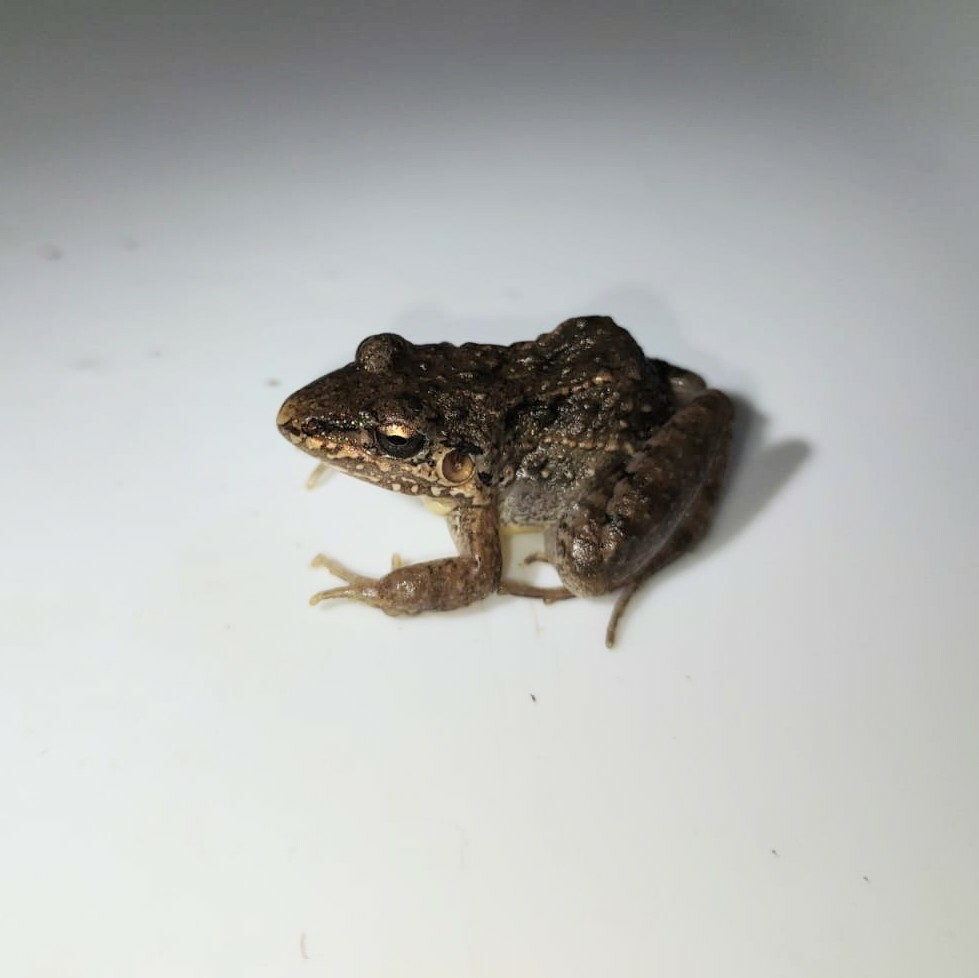 Leptodactylus fragilis (Brocchi, 1877)