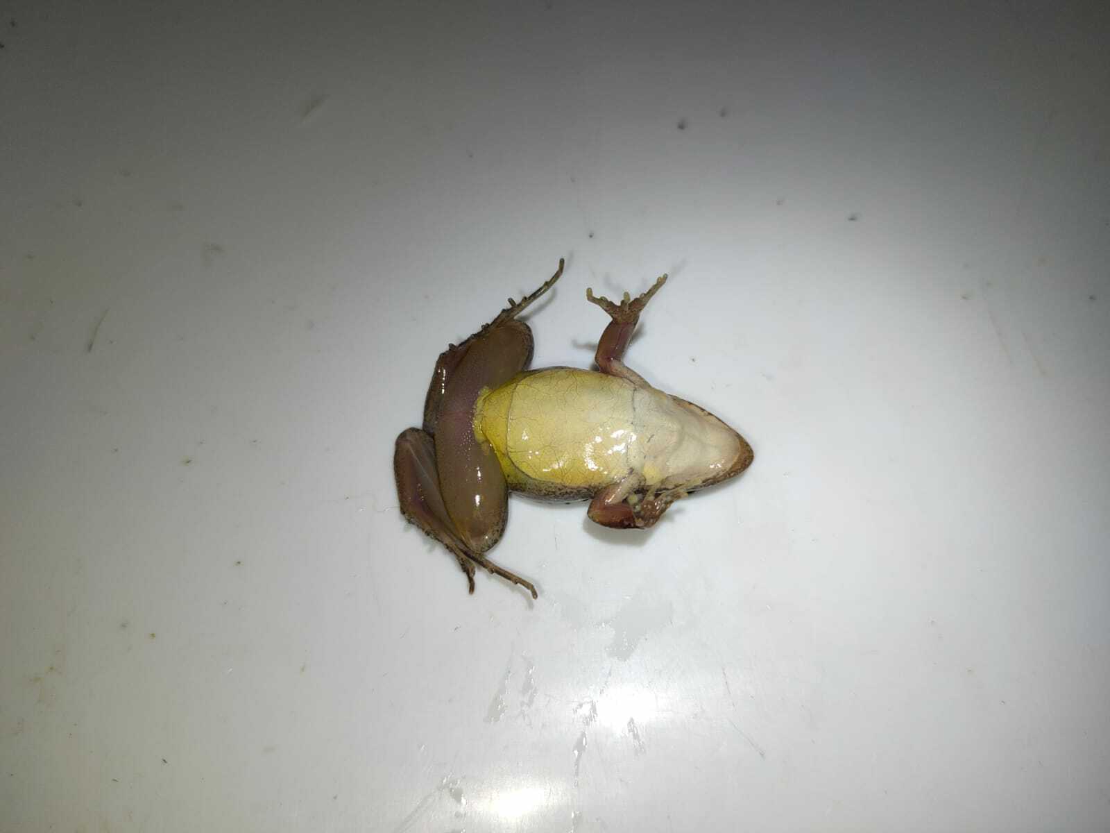 Leptodactylus fragilis (Brocchi, 1877)