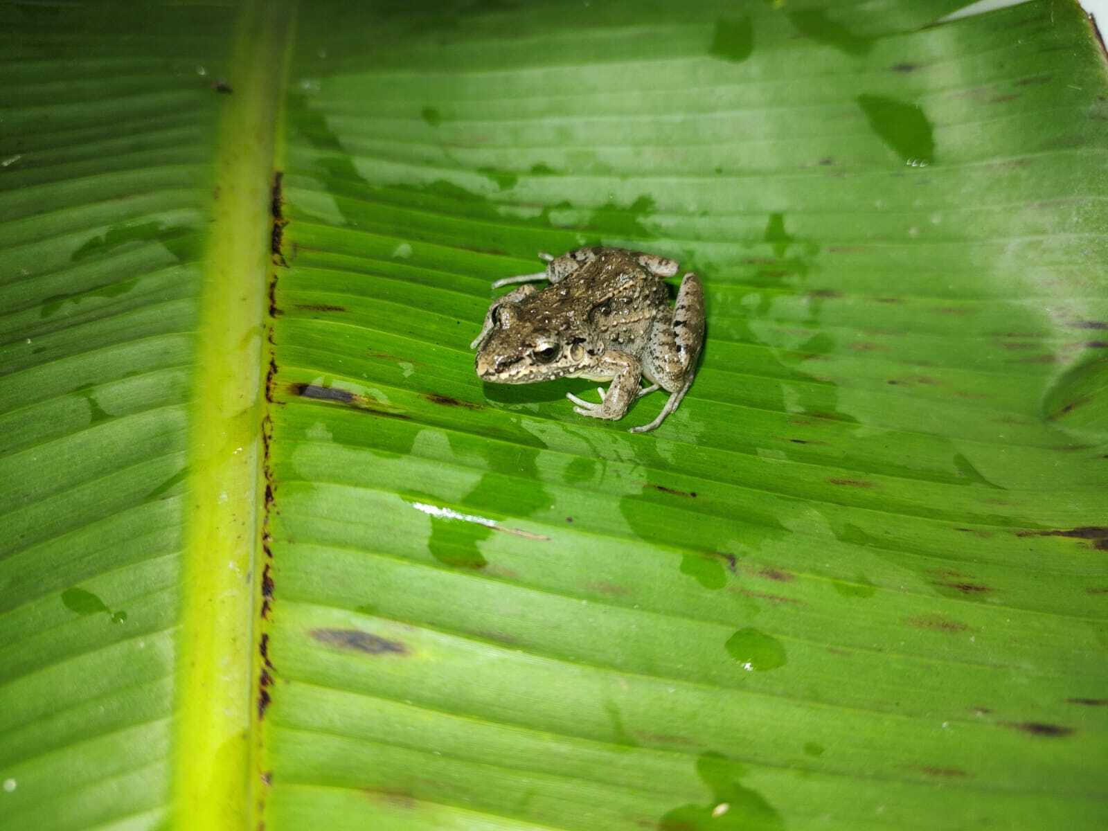 Leptodactylus fragilis (Brocchi, 1877)