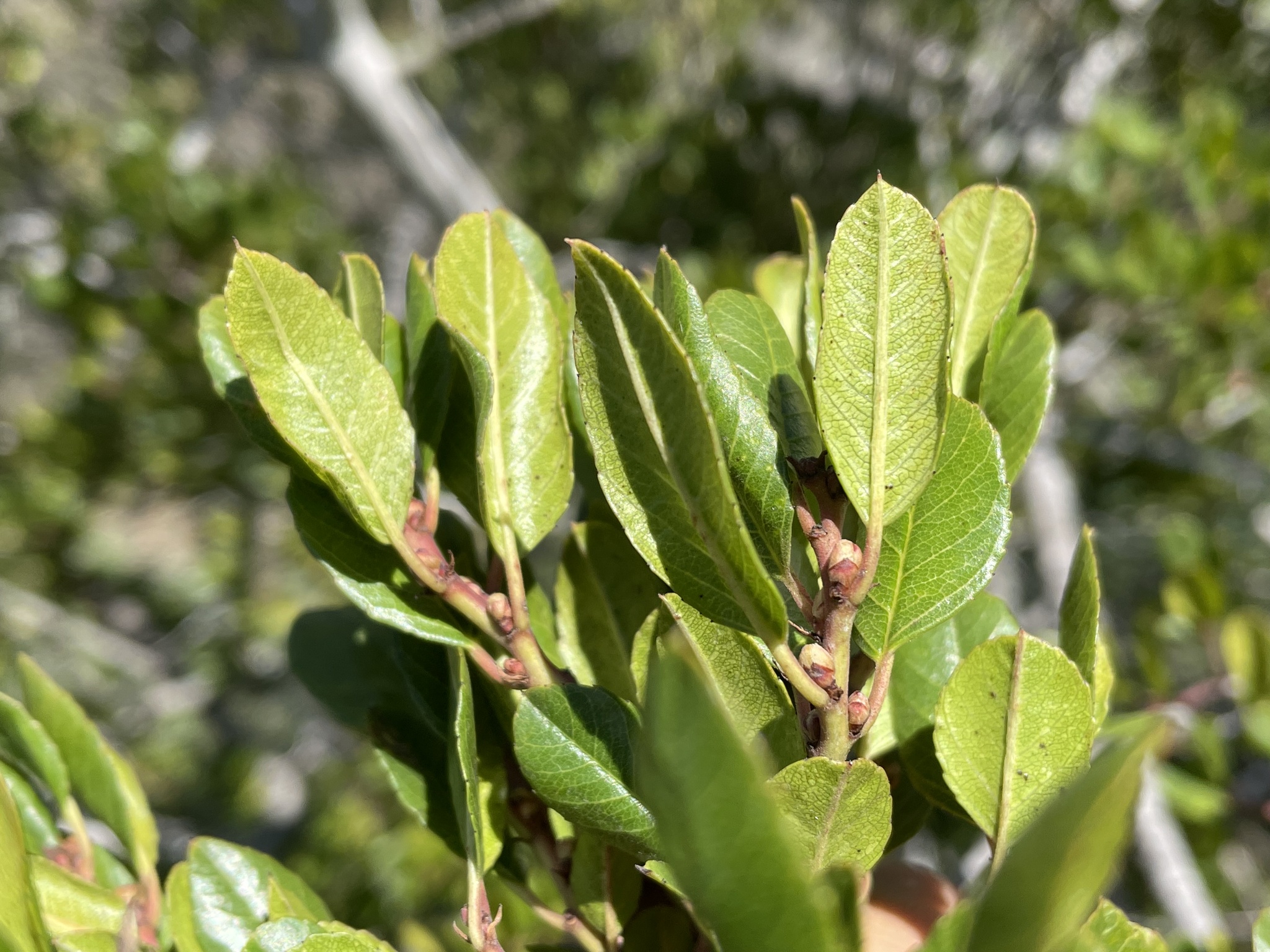 Rhamnus pirifolia Greene