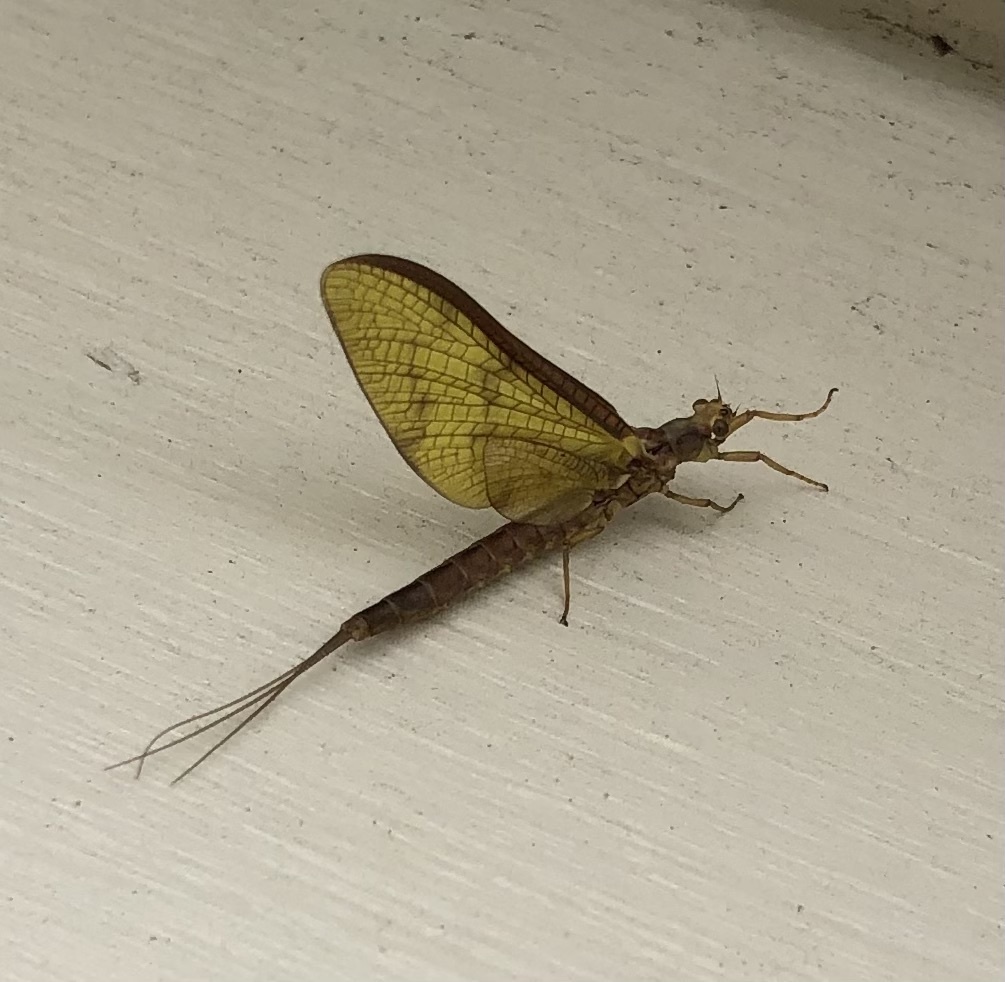 Ichthybotus hudsoni from North Island, Raglan, Waikato, NZ on January ...