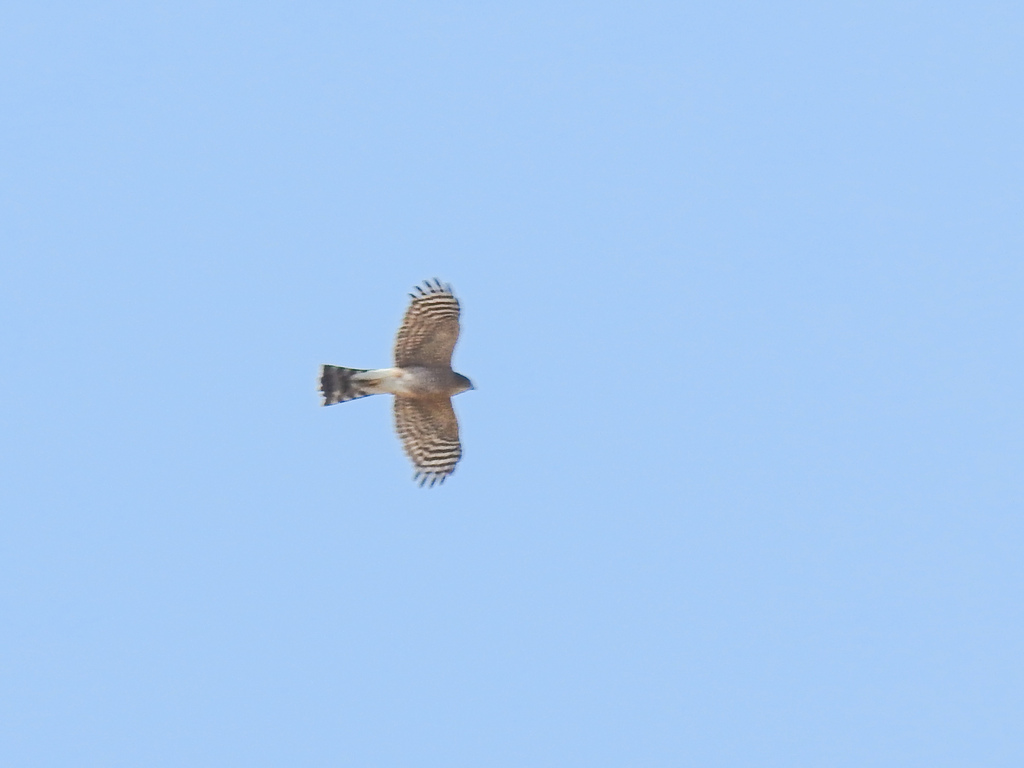 Sharp-shinned Hawk from Viñedos Ribier, SF de los Romo, Ags., México on ...