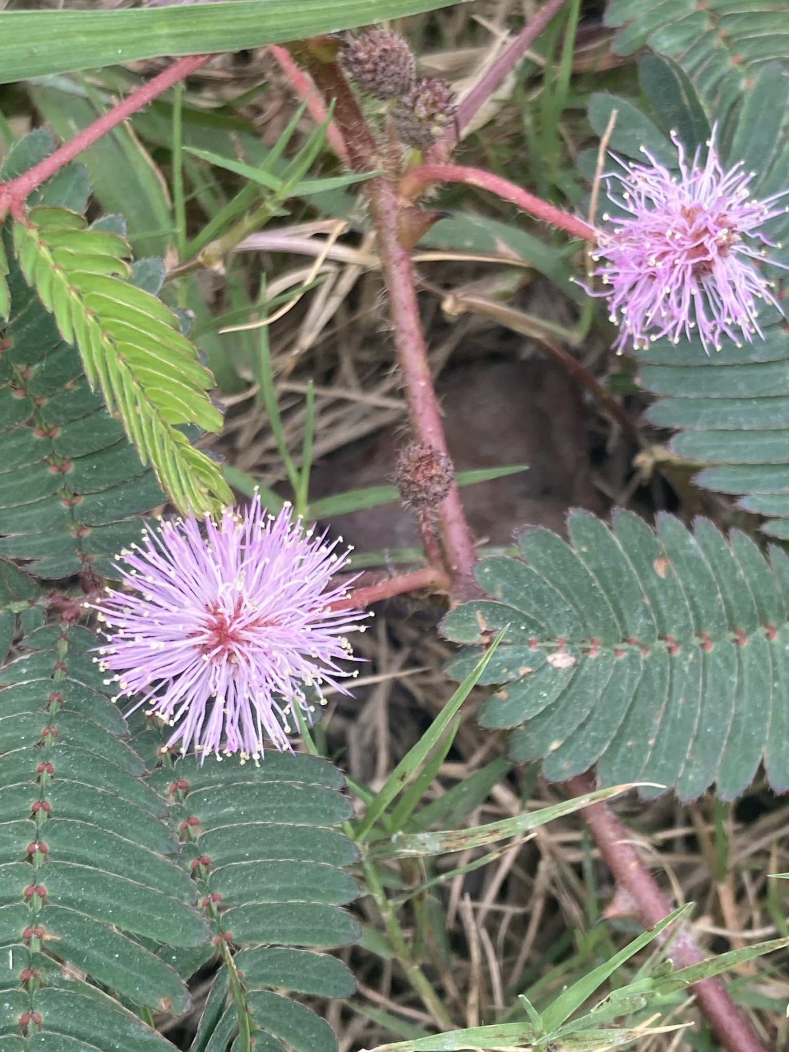 Mimosa pudica L.