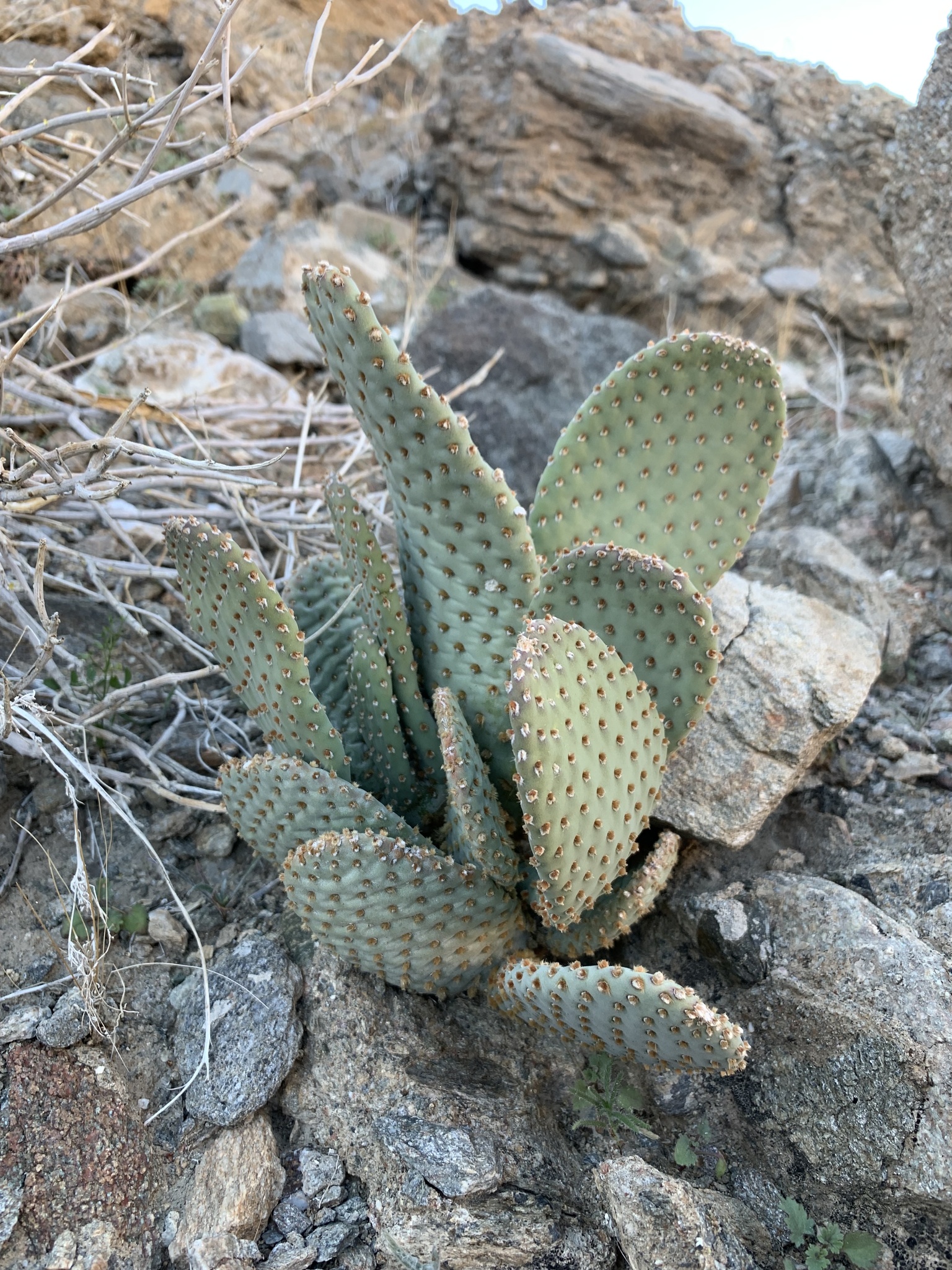 Opuntia basilaris var. basilaris