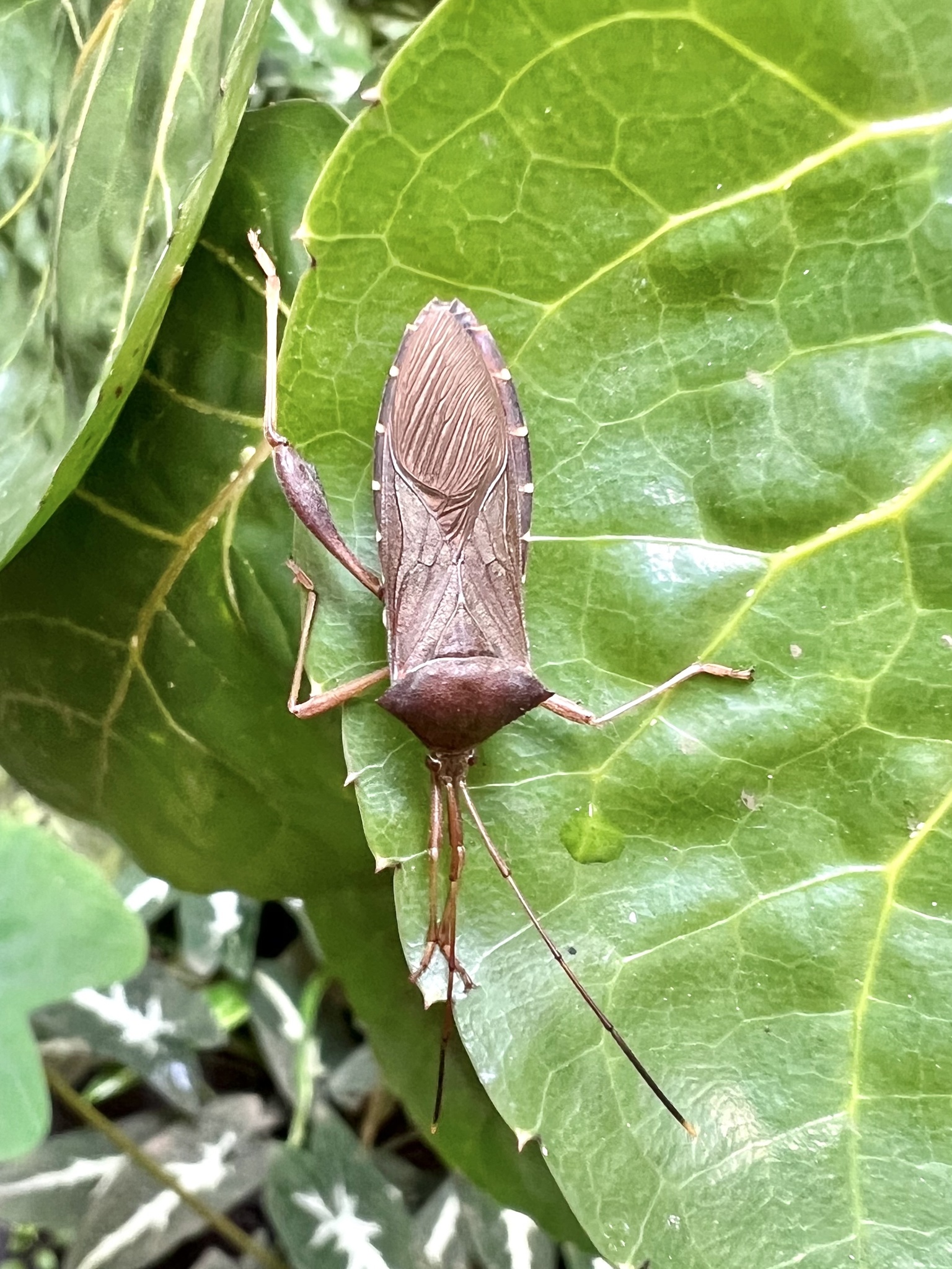 Mictis longicornis Westwood, 1842