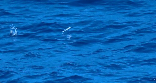 Observations by pamelagunn · iNaturalist