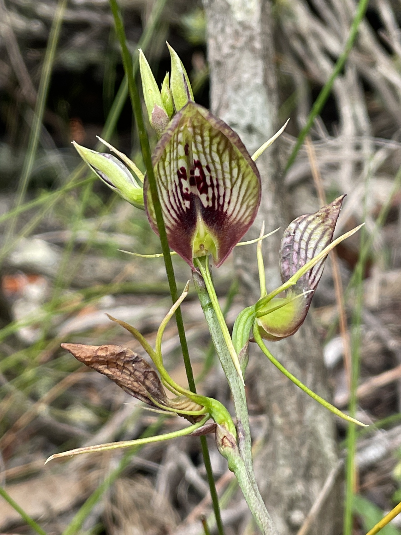 Cryptostylis erecta R.Br.