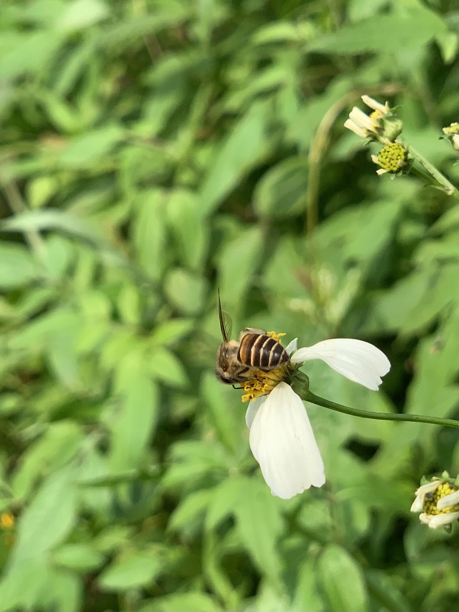Apis cerana Fabricius, 1793