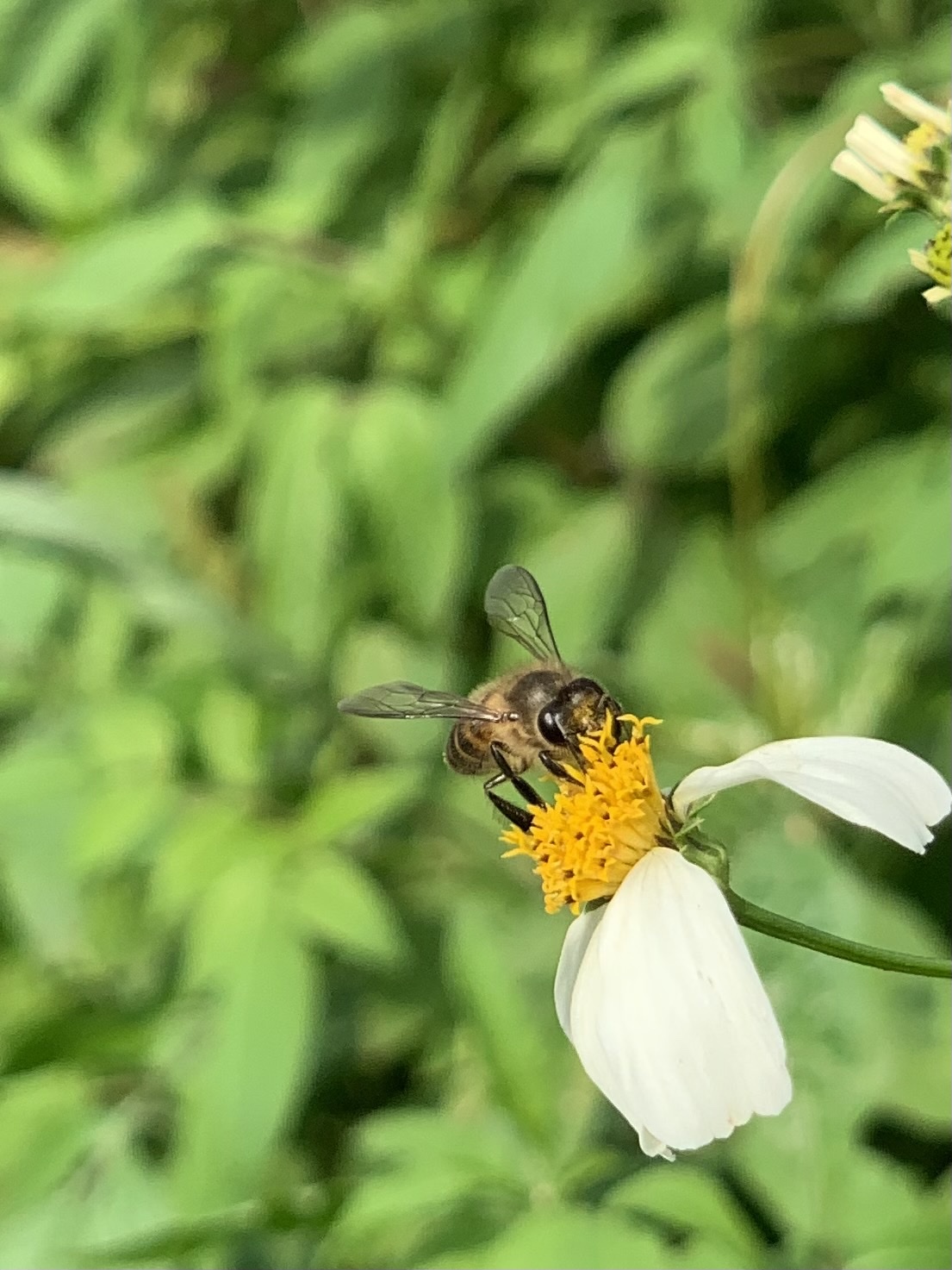 Apis cerana Fabricius, 1793