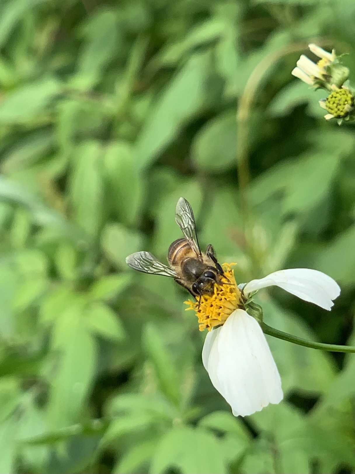Apis cerana Fabricius, 1793
