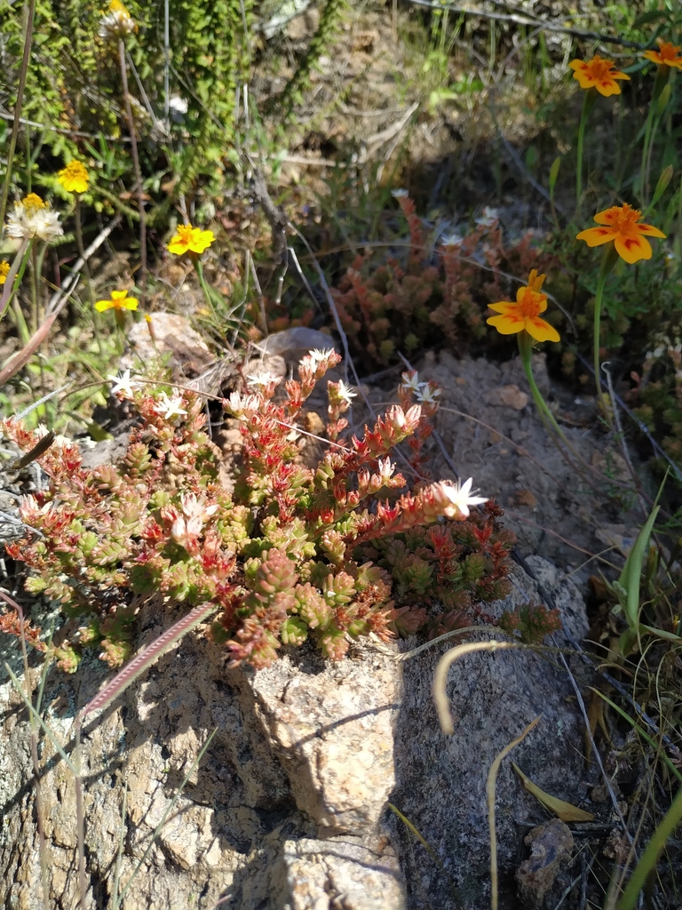 Red stonecrop from Victoria, Gto., México on November 5, 2022 at 10:51 ...