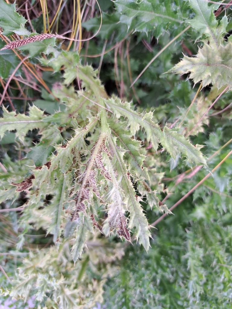 thistle rust from Cashmere, Christchurch, New Zealand on January 7 ...