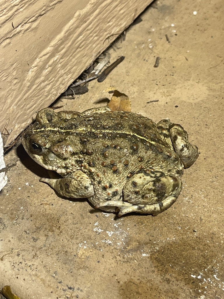 California Toad from Cleveland National Forest, Ramona, CA, US on ...