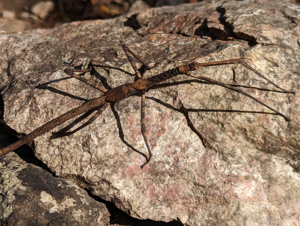 Giant Spiny Acrophylla from Ninderry QLD 4561, Australia on January 07 ...