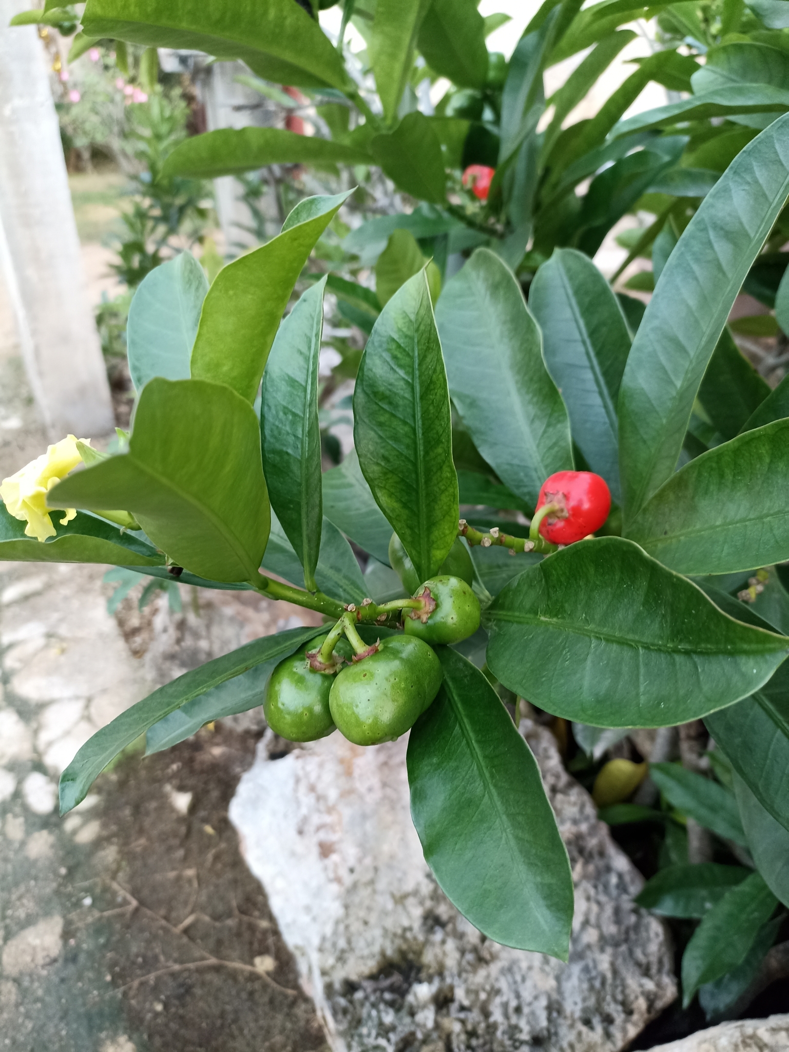 Thevetia ahouai (L.) A.DC.