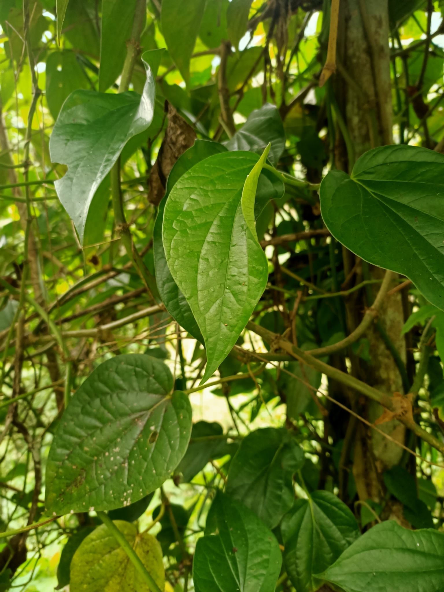 Piperaceae