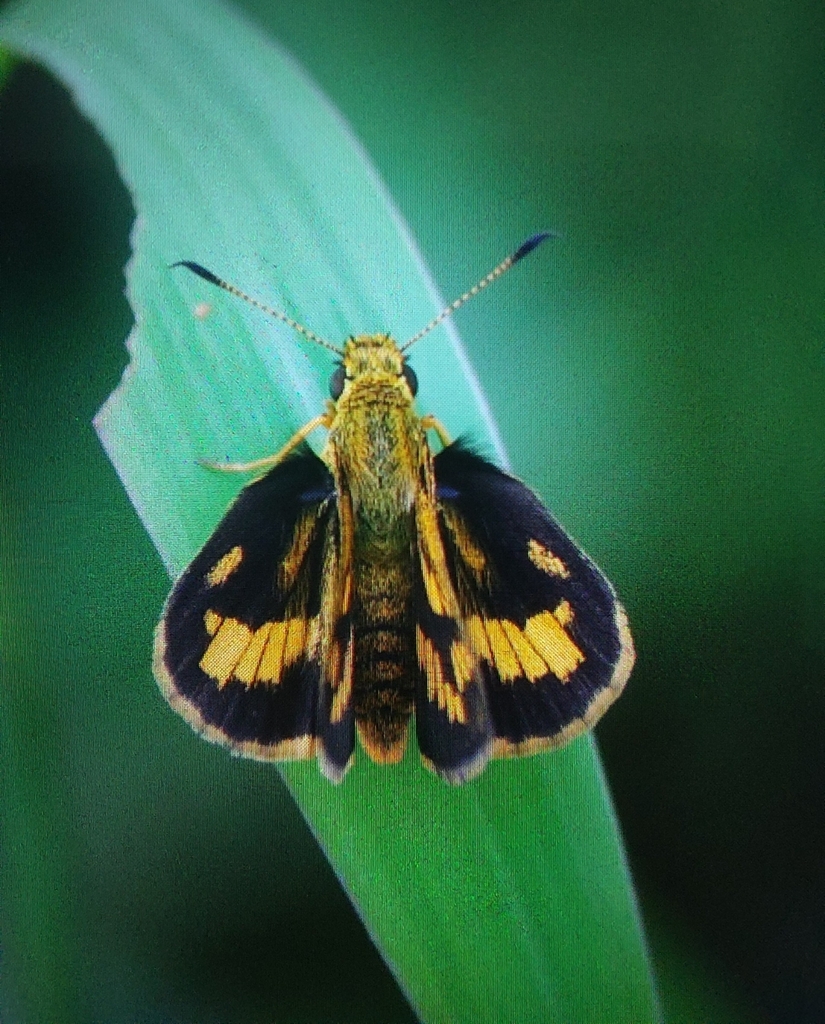 Lesser Dart from Selangor on January 07, 2023 at 01:47 PM by sagaflora ...