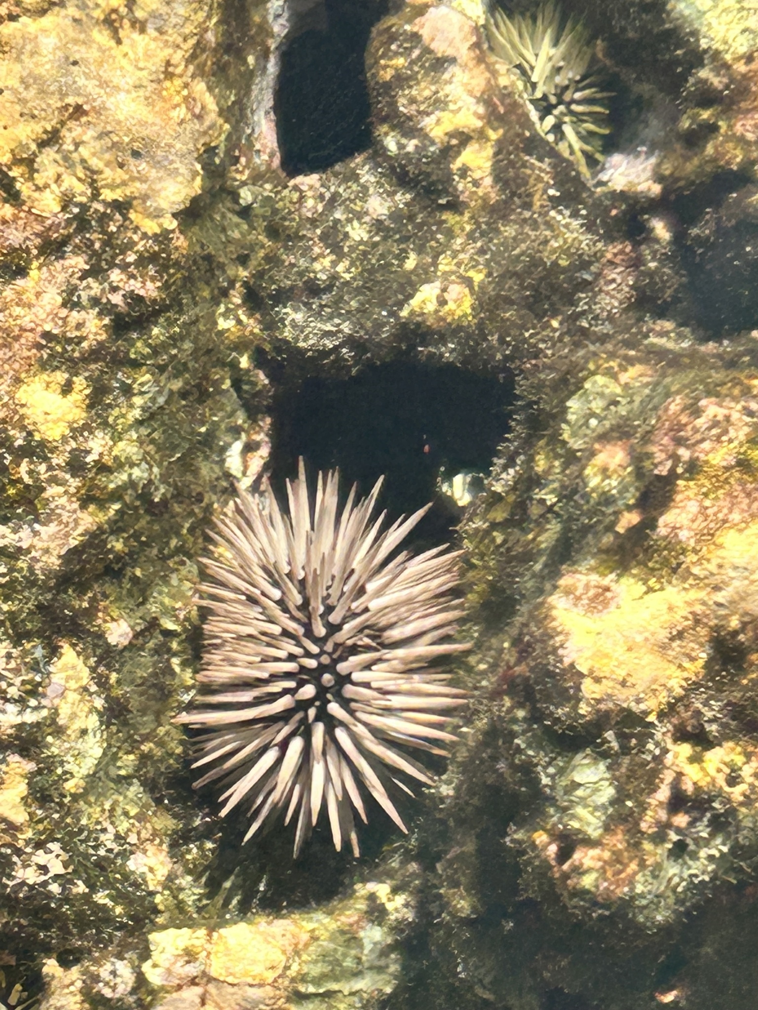 Echinometra mathaei (Blainville, 1825)