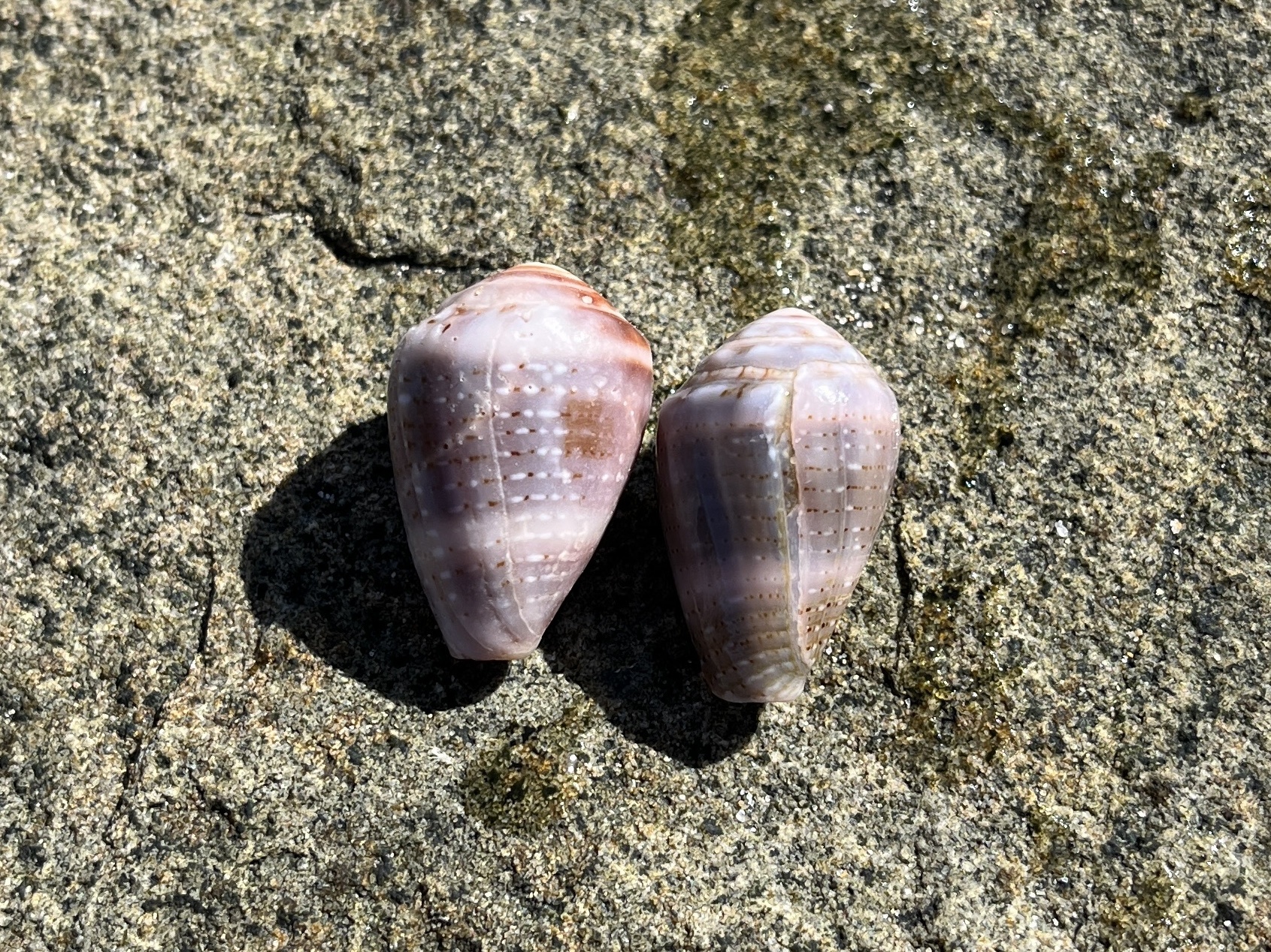 Conus coronatus Gmelin, 1791
