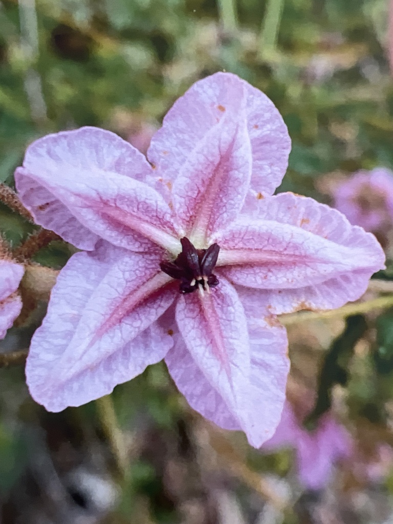 large flowered thomasia (Thomasia grandiflora) - Botanical Realm
