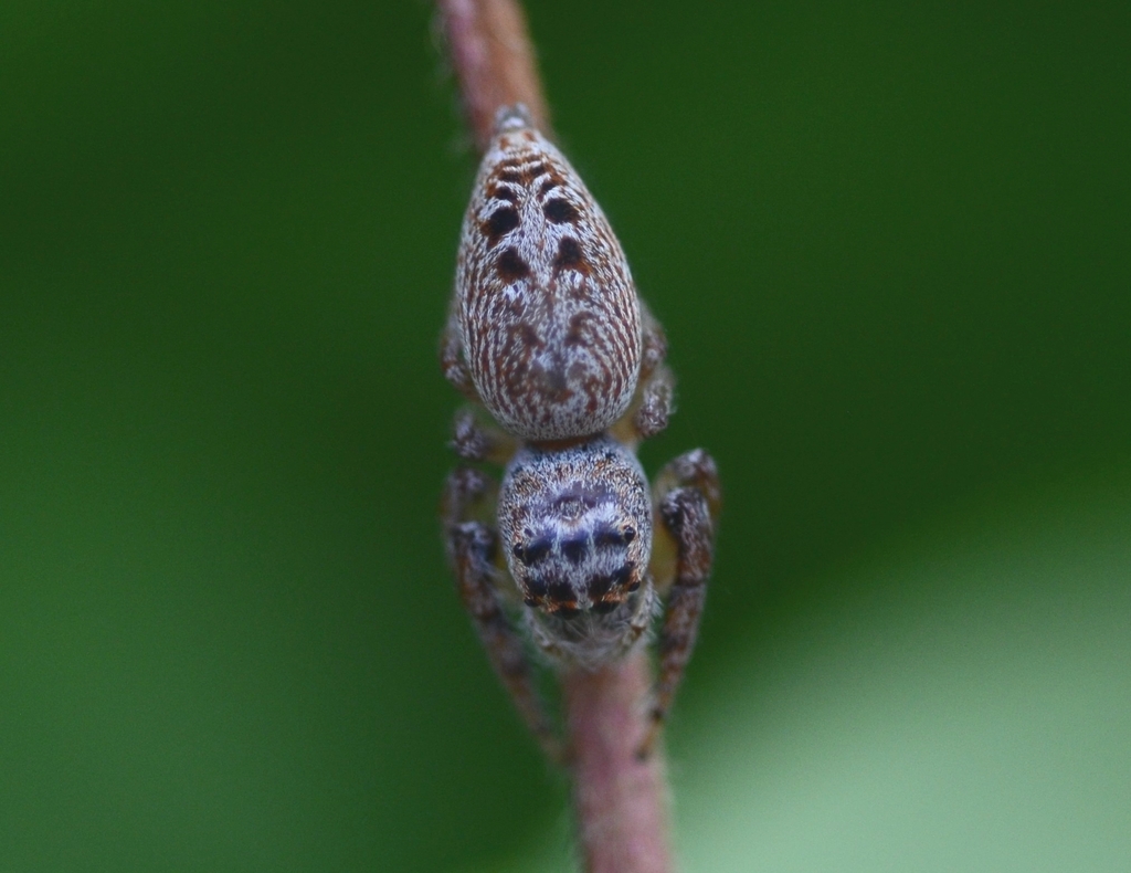 Garden Jumping Spiders from 115 Keewong Lane on January 07, 2023 at 02: ...